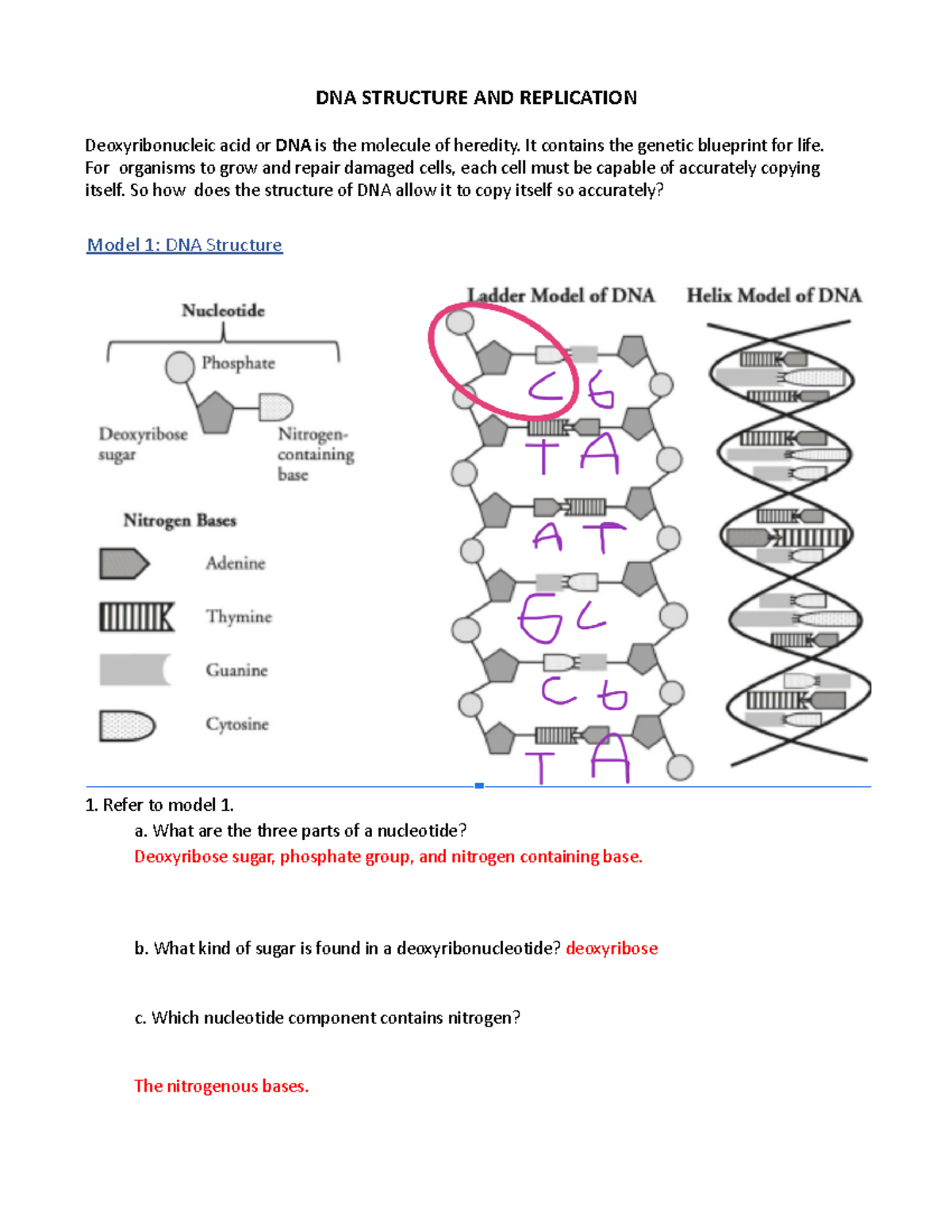 DNA replication worksheet-1-1 - DNA STRUCTURE AND REPLICATION ...