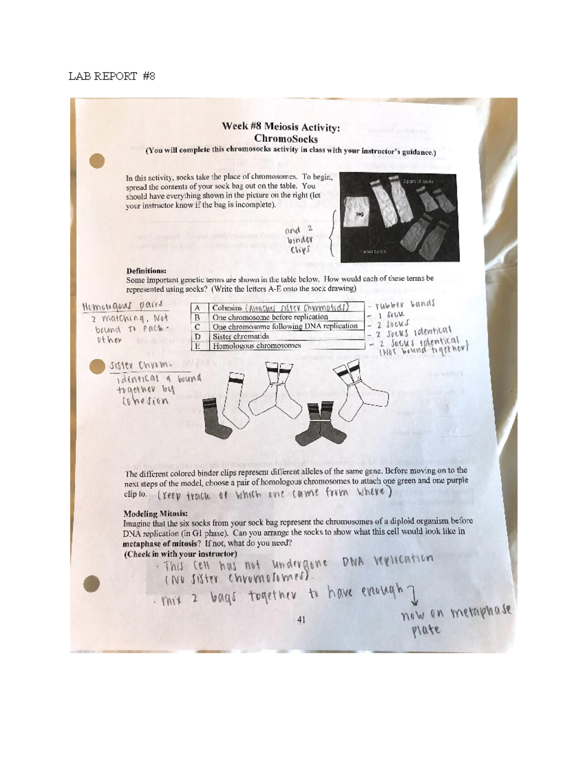 Bio 161 lab report #8 - Meiosis & Mendelian Genetics: fast plants - LAB ...