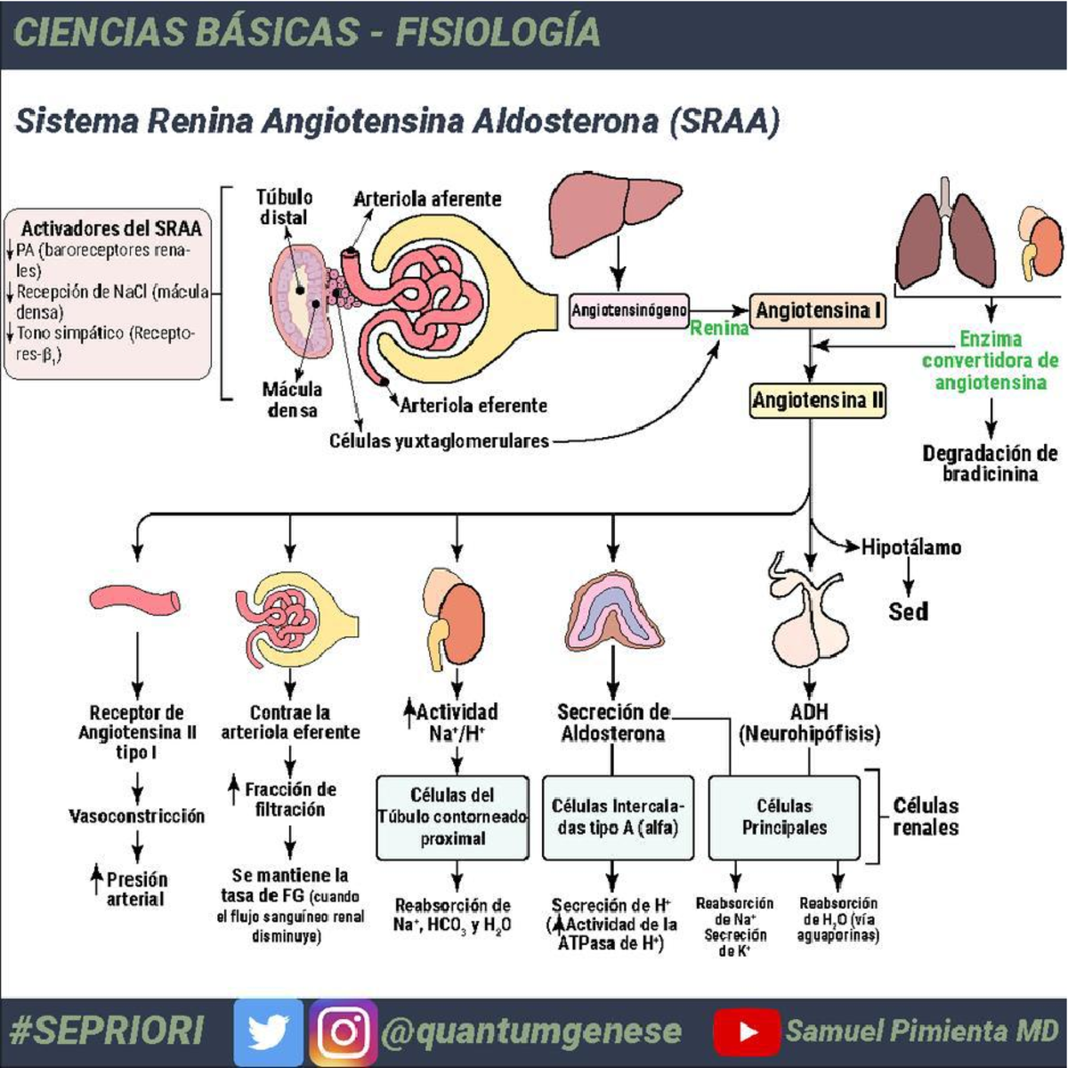 SRAA - SRAA - CIENCIAS BASICAS FISIOLOGIA Sistema Renina Angiotensina ...
