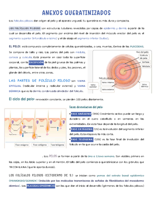 Glándulas desarrollo, estructura y embriología S2 - las glándulas ...