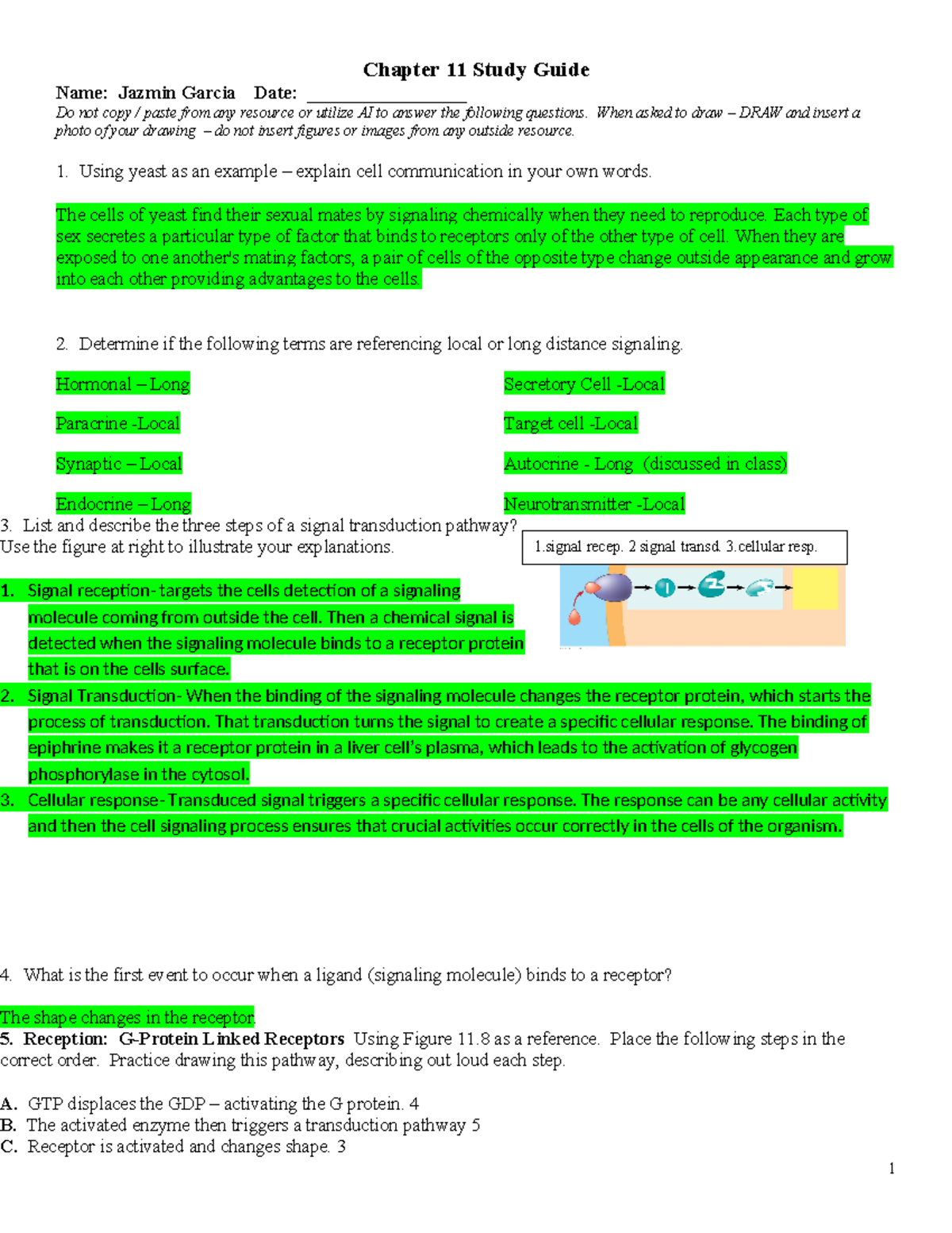 C11 sg jgarcia - Chapter 11 Study Guide Name: Jazmin Garcia Date ...