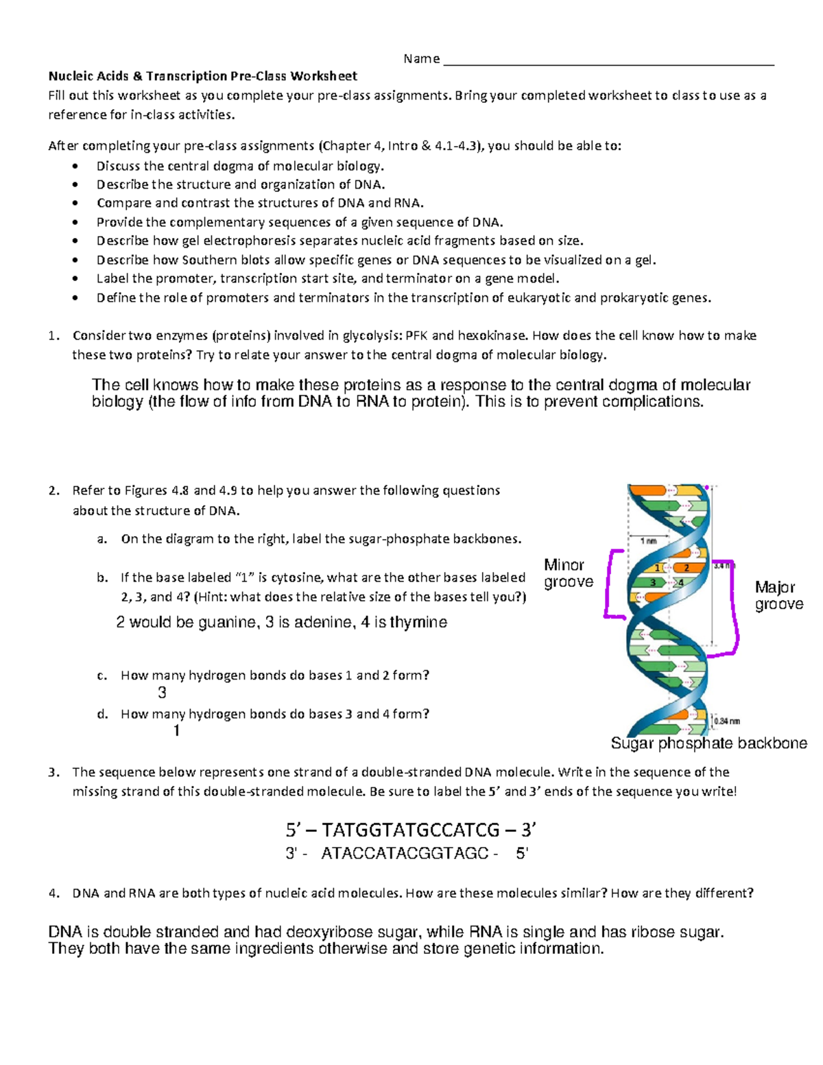 Week 5a Nucleic Acids and Transcription v2 - Name