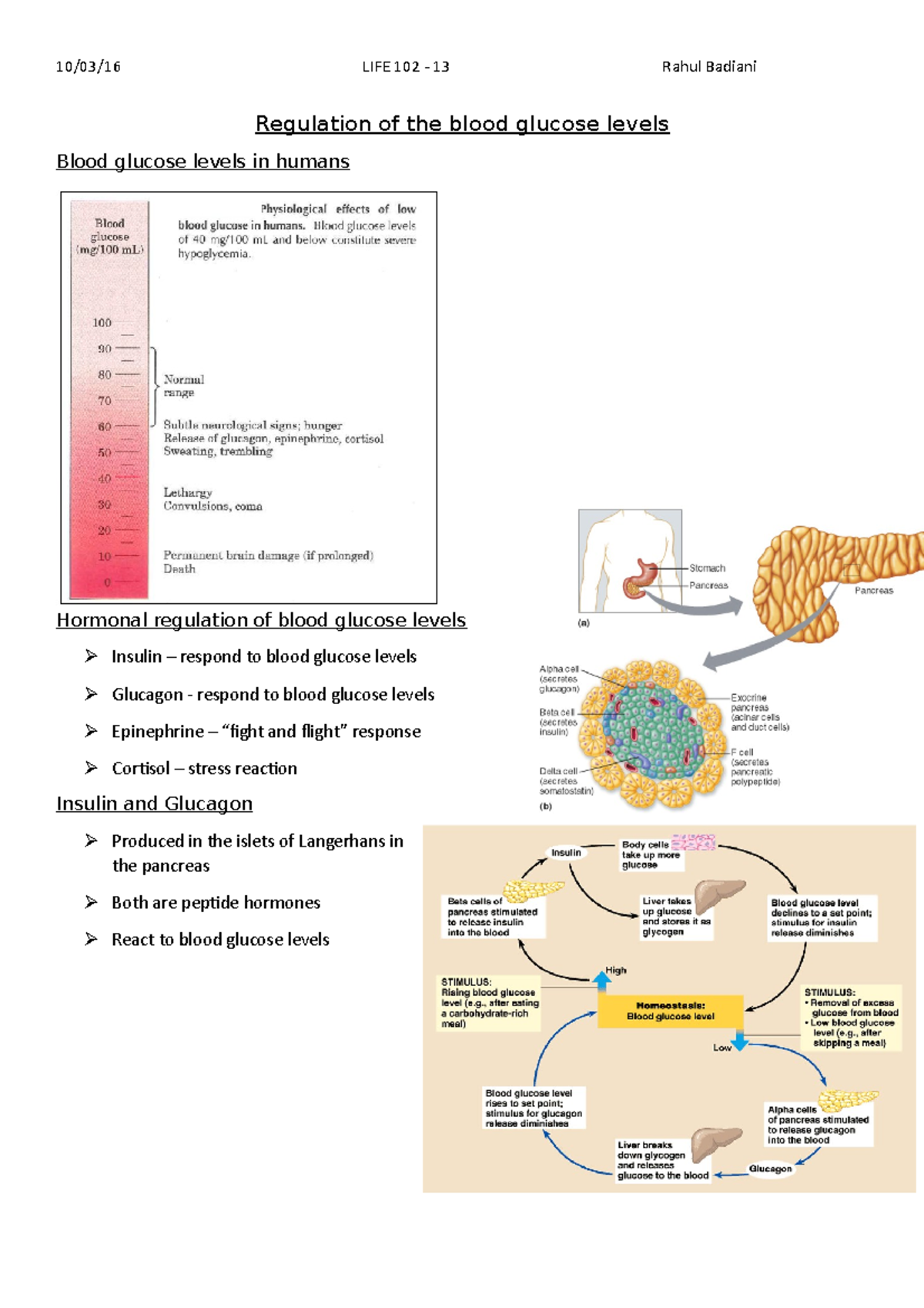 13 - Regulation of the blood glucose levels - Regulation of the blood ...