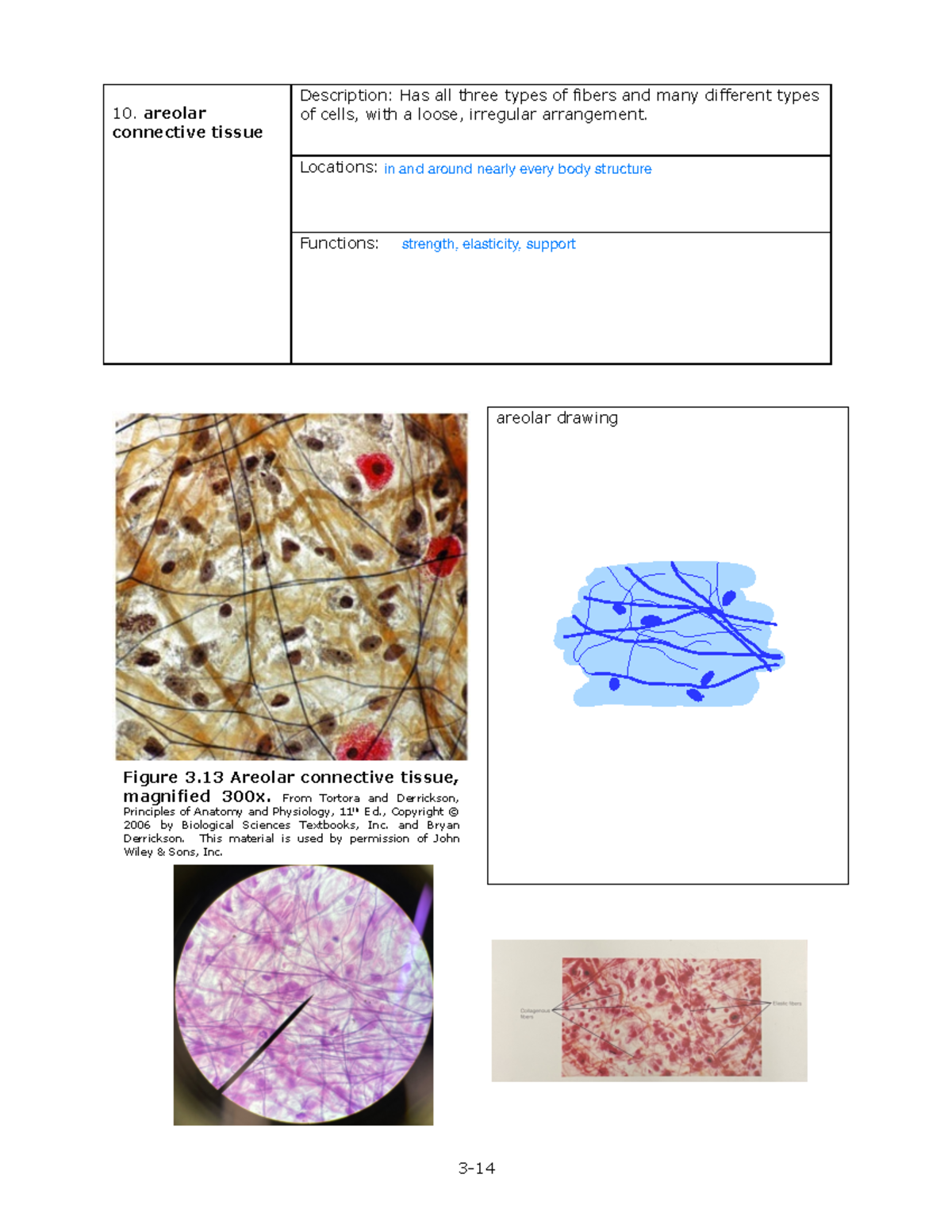 LAB 3 - Tissues 3 - Lab 3 - 1190 Answers - areolar connective tissue ...