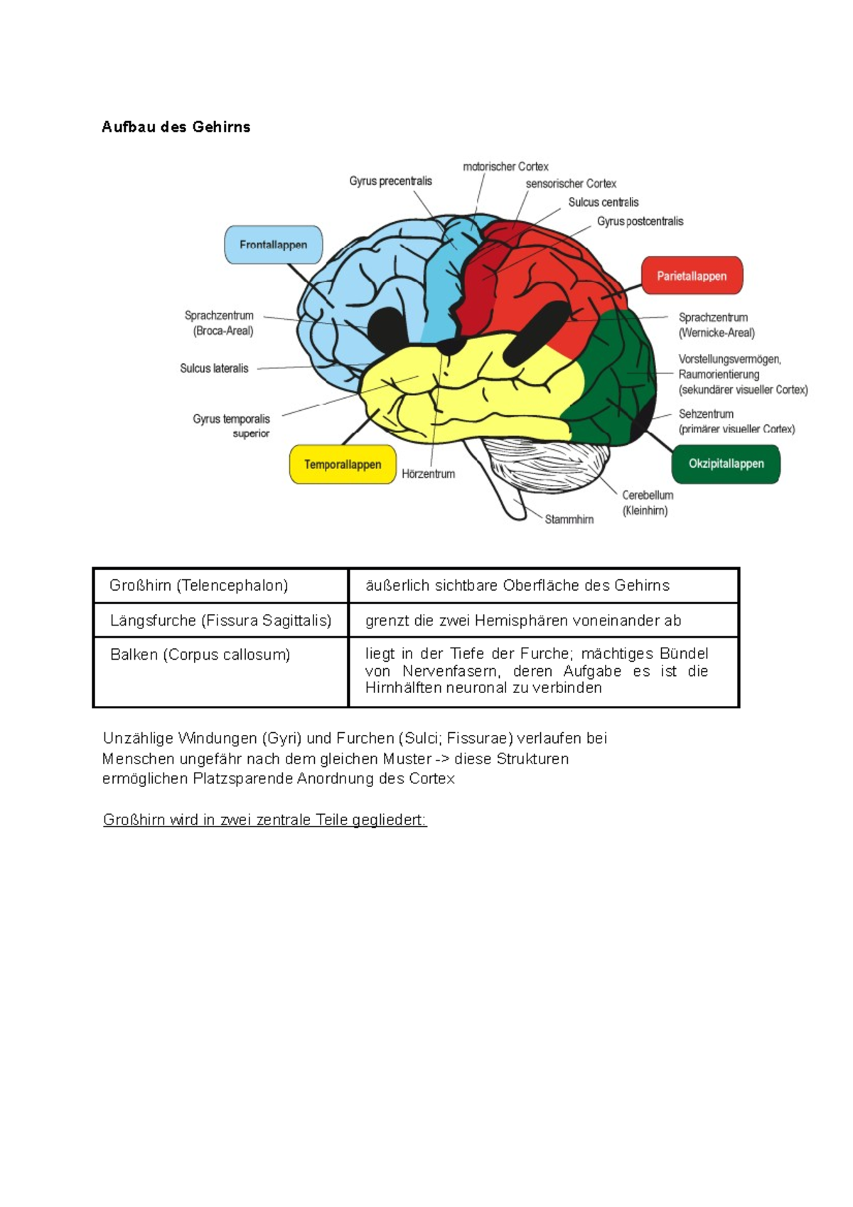 Aufbau des Gehirns, Lernzettel - Aufbau des Gehirns Großhirn ...