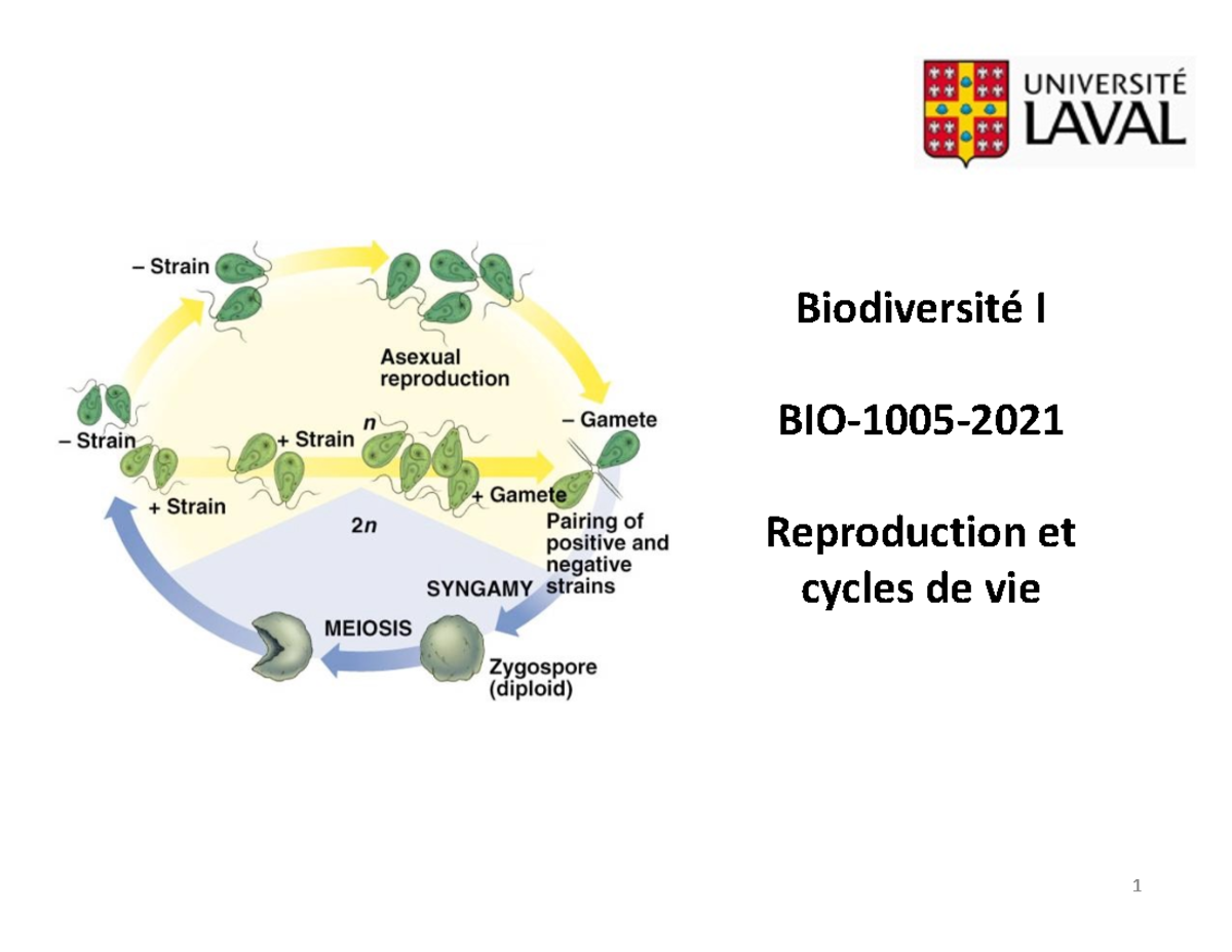 Cours 4-Cyclevitaux-BIO1005 2021 - Biodiversité I BIO-1005 ...