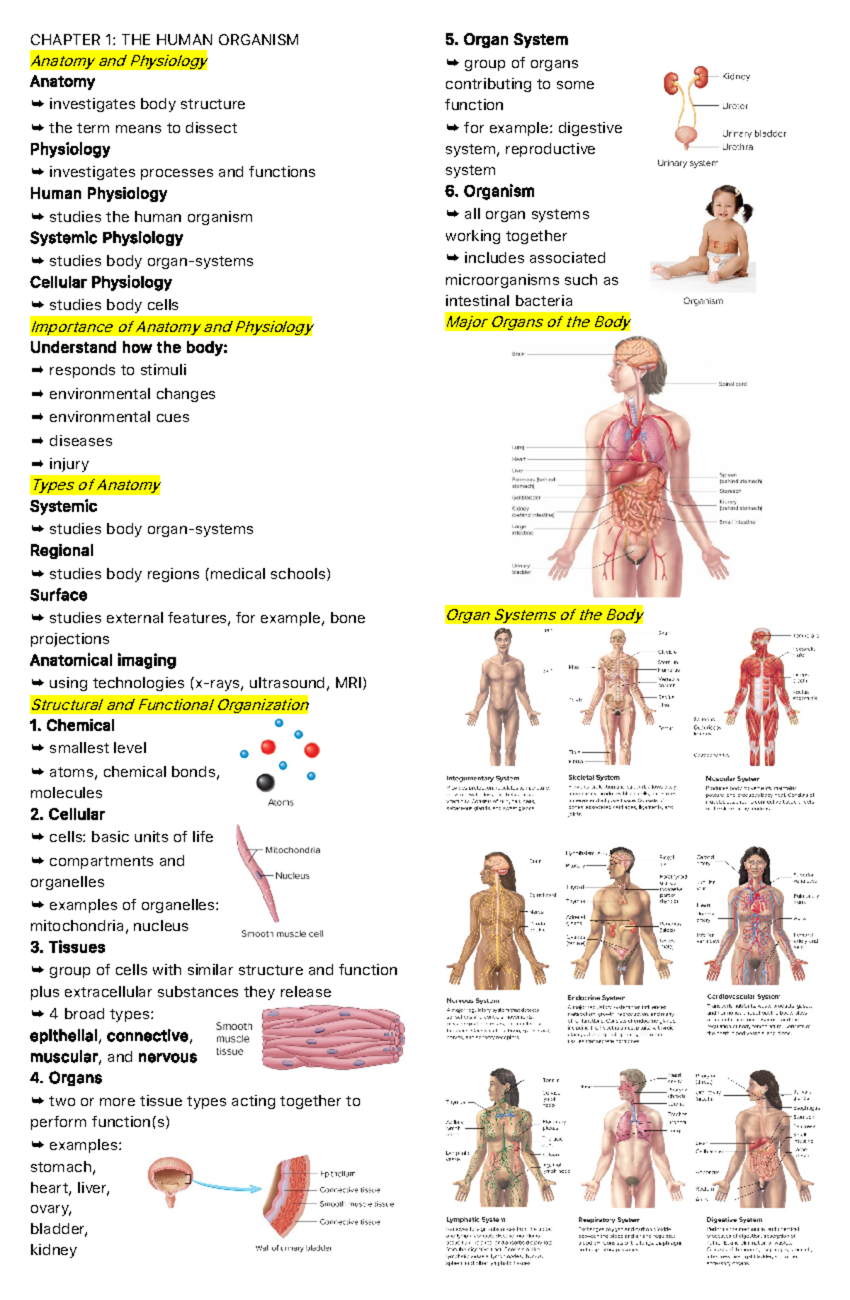 Anaphy - Introduction to the human organism. - CHAPTER 1: THE HUMAN ...