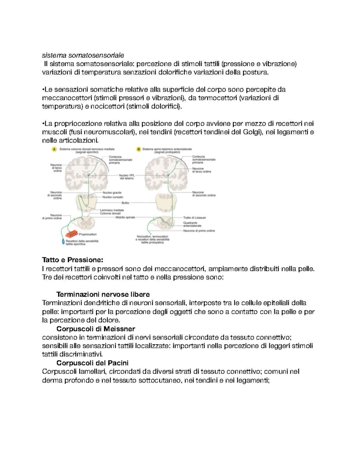 sistema somatosensoriale - Le sensazioni somatiche relative alla ...