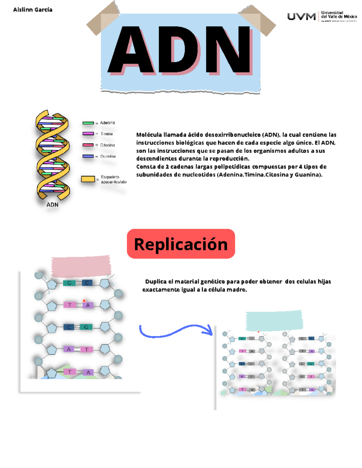 Procesos Moleculares - ADN ADN Replicación Molécula llamada ácido desoxirribonucleico (ADN), la ...
