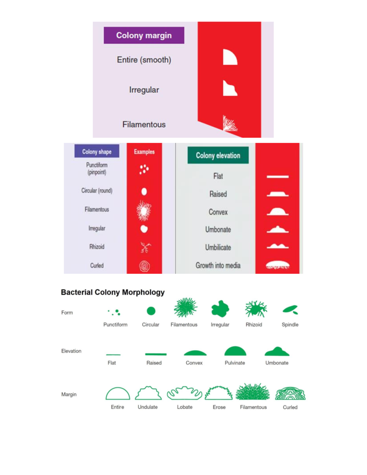Wall notes - Colony margin Entire (smooth) Irregular Filamentous Colony ...