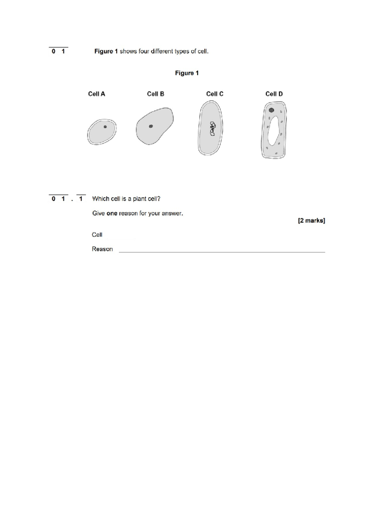 Cells Exam Questions - exam qs - Studocu