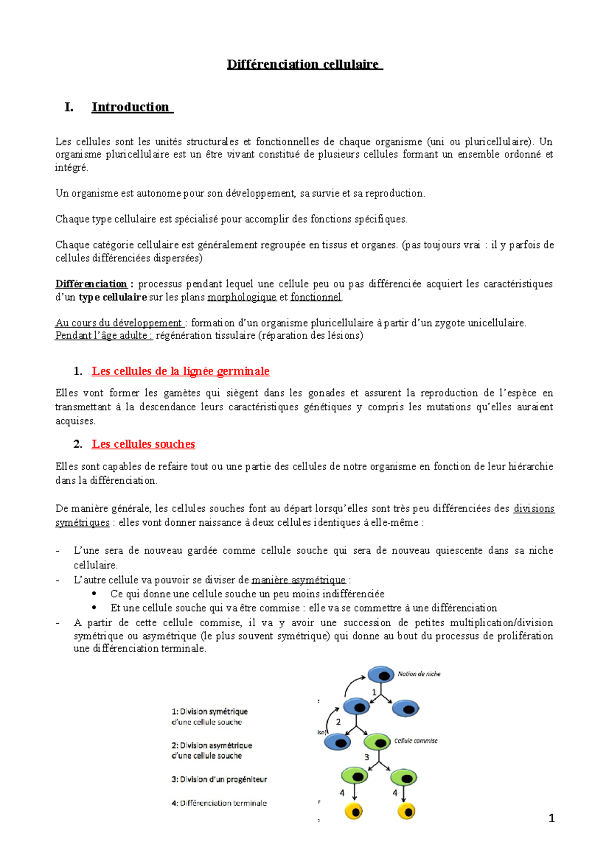 Différenciation-cellulaire - Introduction Les cellules sont les unités structurales et - Studocu