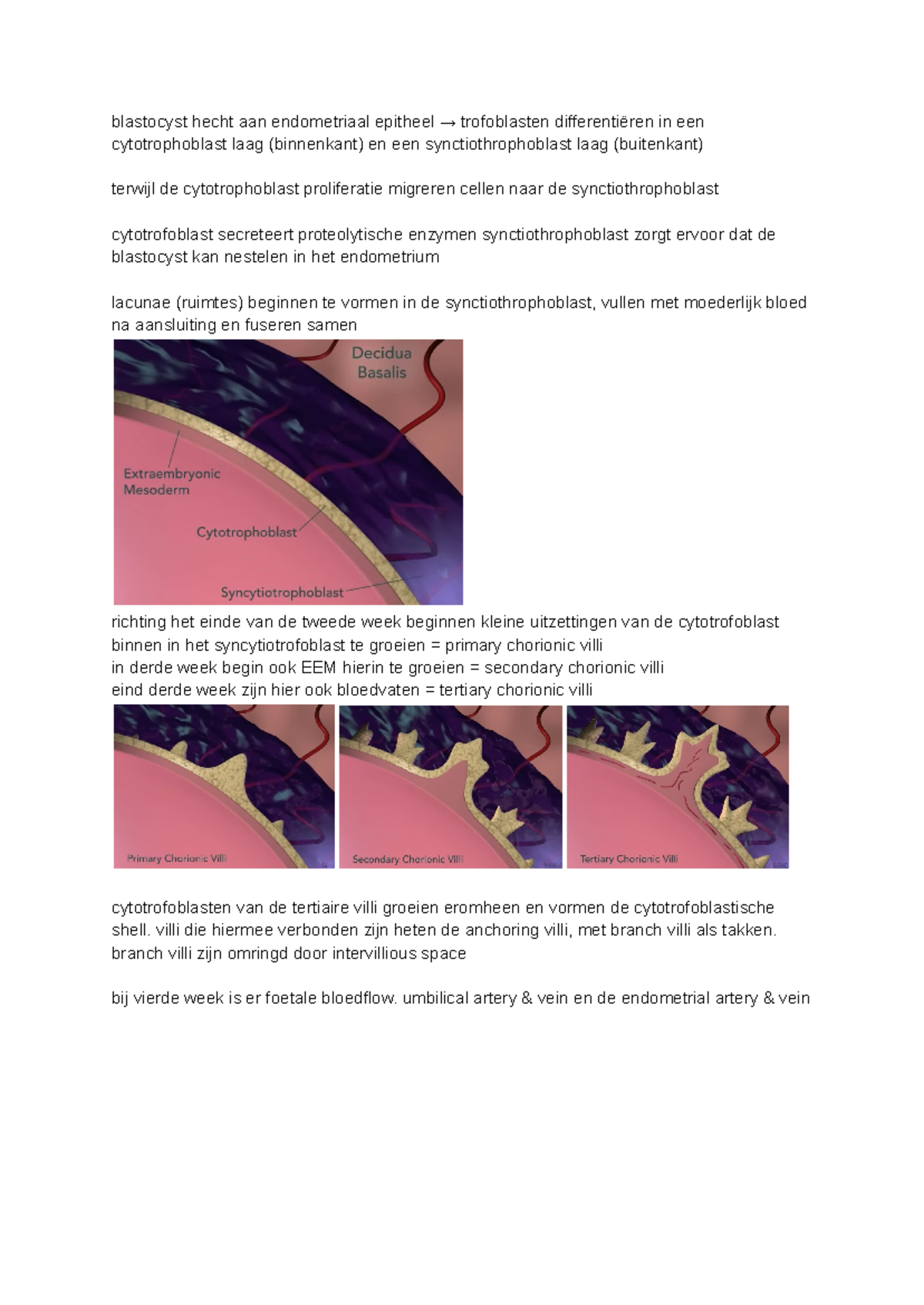 ZSO: Placentaontwikkeling en pre-eclampsie - blastocyst hecht aan ...