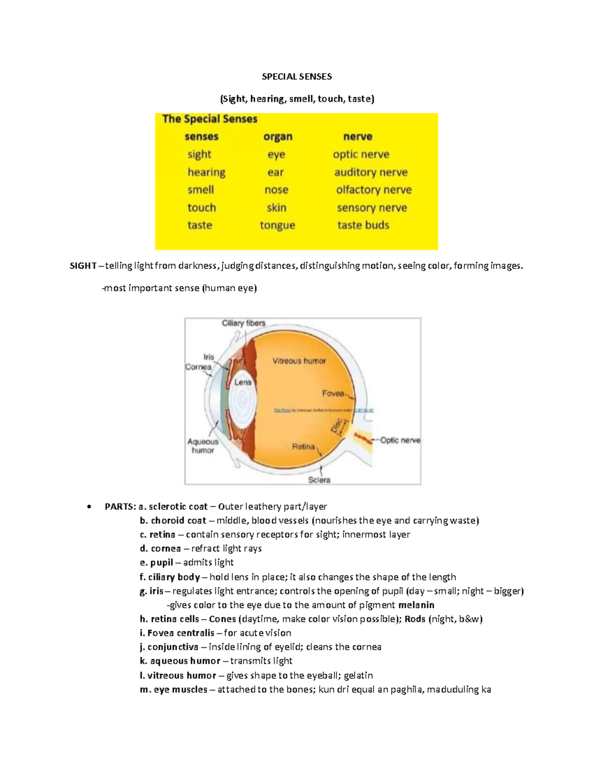 Notes Special Senses (Anatomy & Physiology) - SPECIAL SENSES (Sight ...