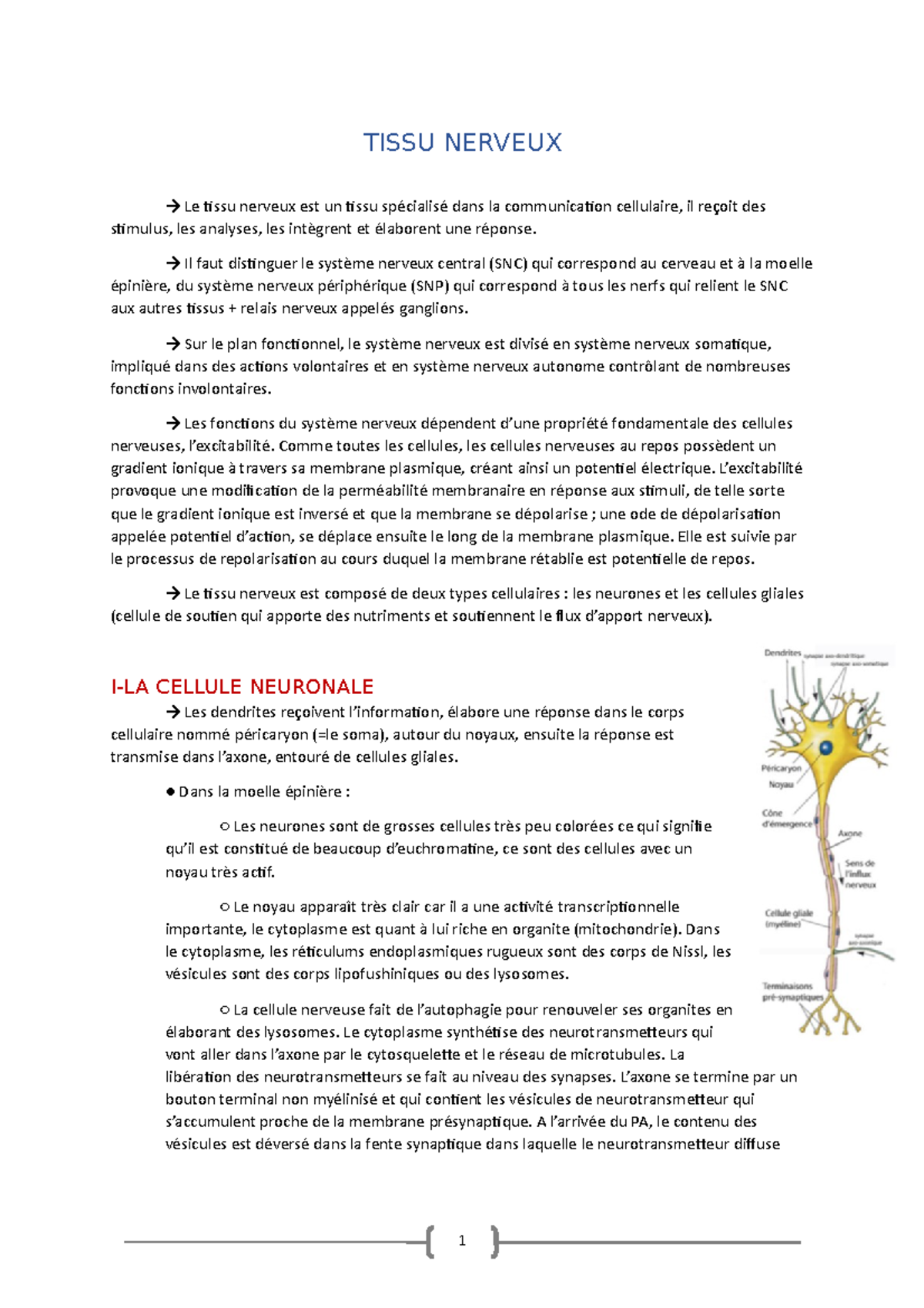 Tissu Nerveux - TISSU NERVEUX → Le tissu nerveux est un tissu ...