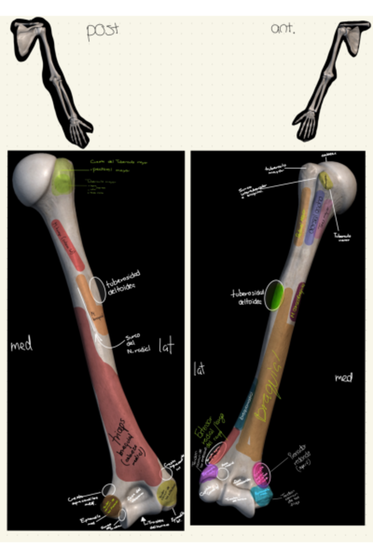 Húmero inserciones - Anatomia I - post ant. Crests del Tuberculo mayo ...
