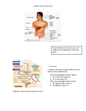 Menu veranda resto eastparc hotel - Anatomi dan Histologi - Studocu