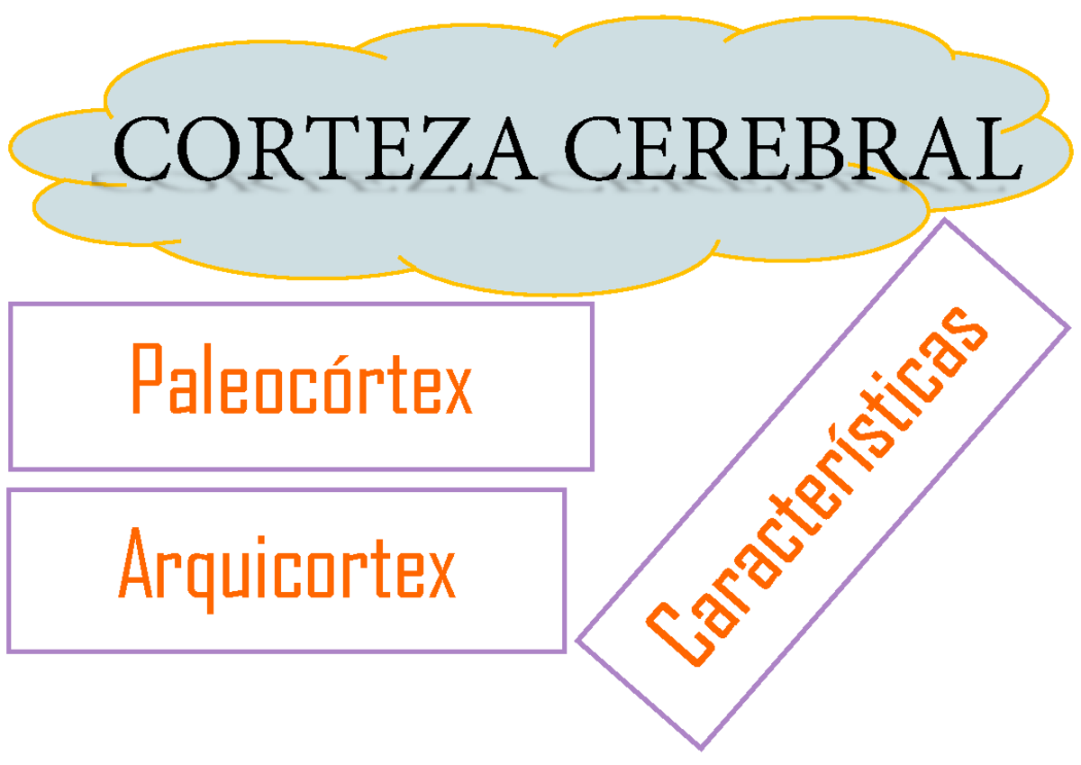 Corteza cerebral - Paleocórtex Arquicortex Sistema Límbico Lóbulos ...