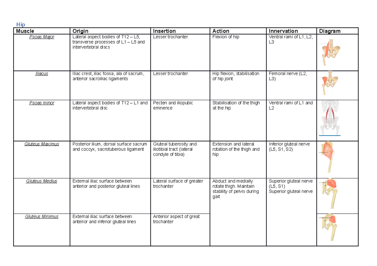 Table of Muscles - Hip Muscle Origin Insertion Action Innervation ...