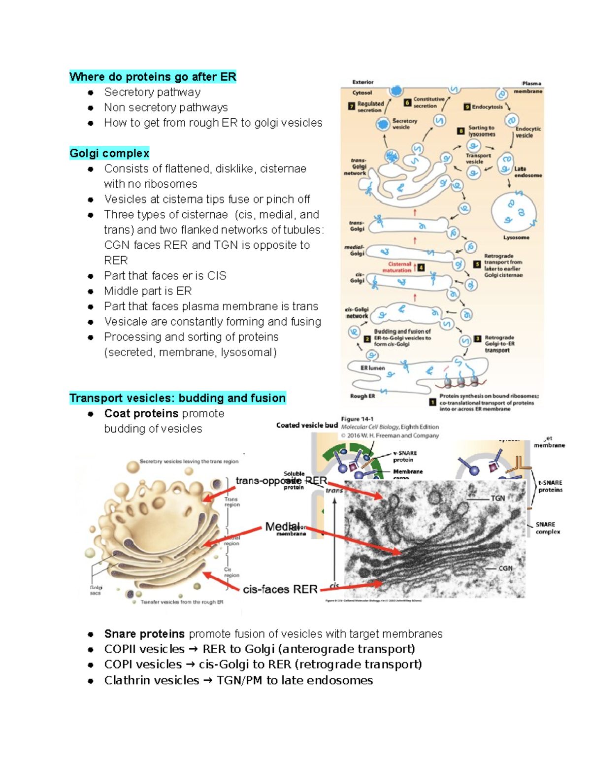Cell Bio Week 3 - Lecture notes - Where do proteins go after ER ...