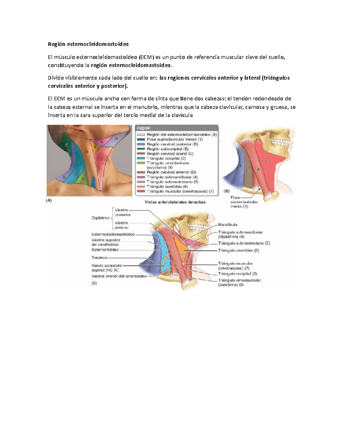 Cuello - Apuntes 1 - Región esternocleidomastoidea El músculo ...