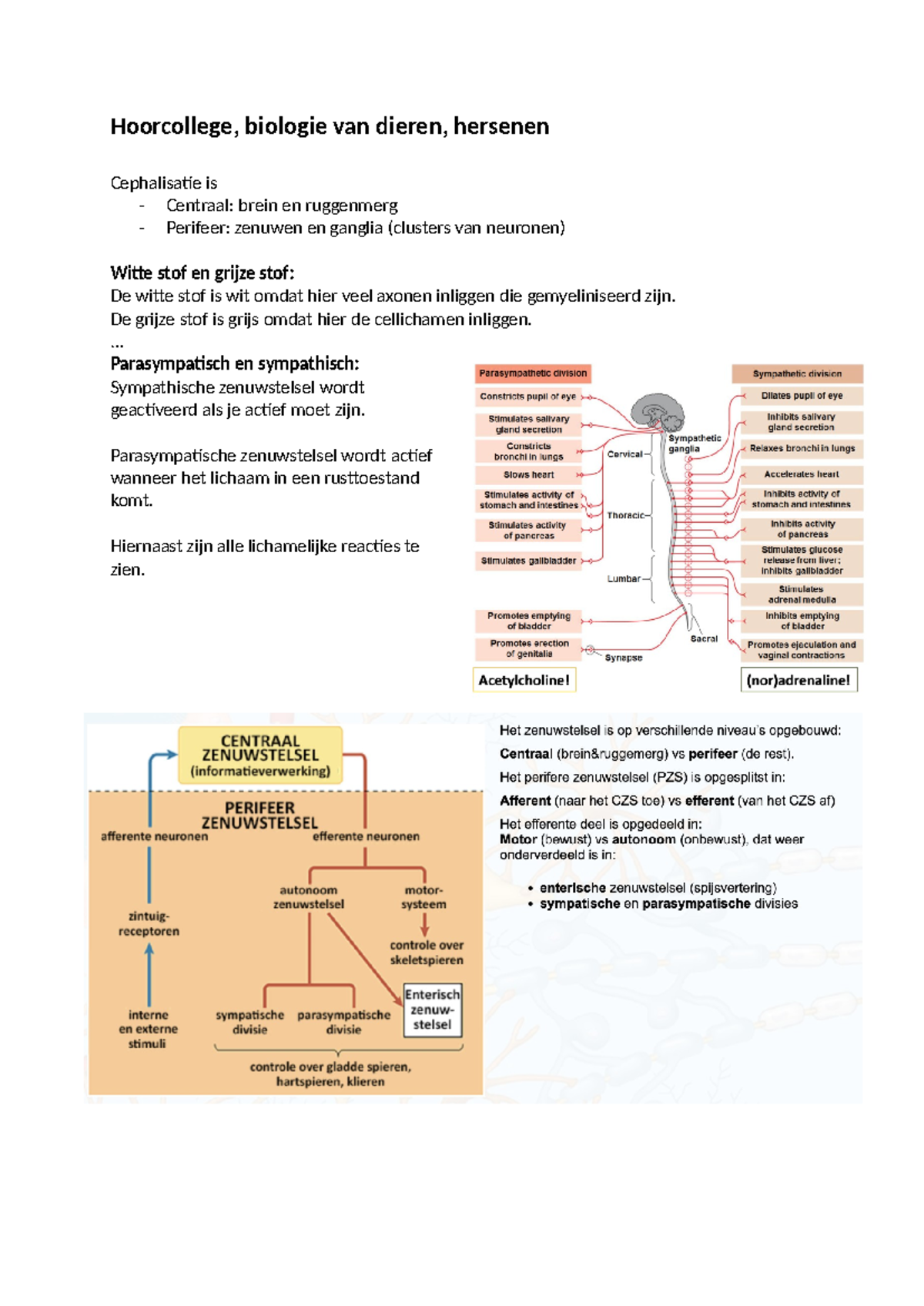 Hoorcollege, biologie van dieren, hersenen - Hoorcollege, biologie van ...