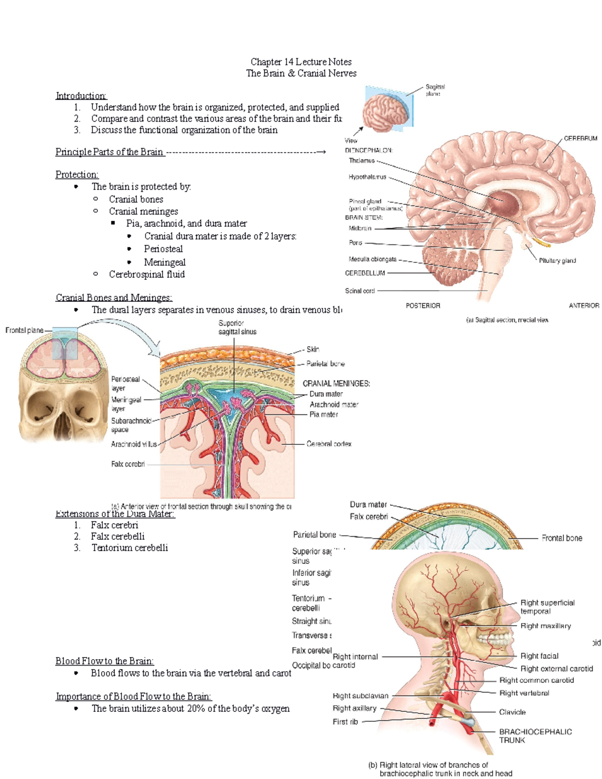 Chapter 14 lecture notes - Chapter 14 Lecture Notes The Brain & Cranial ...
