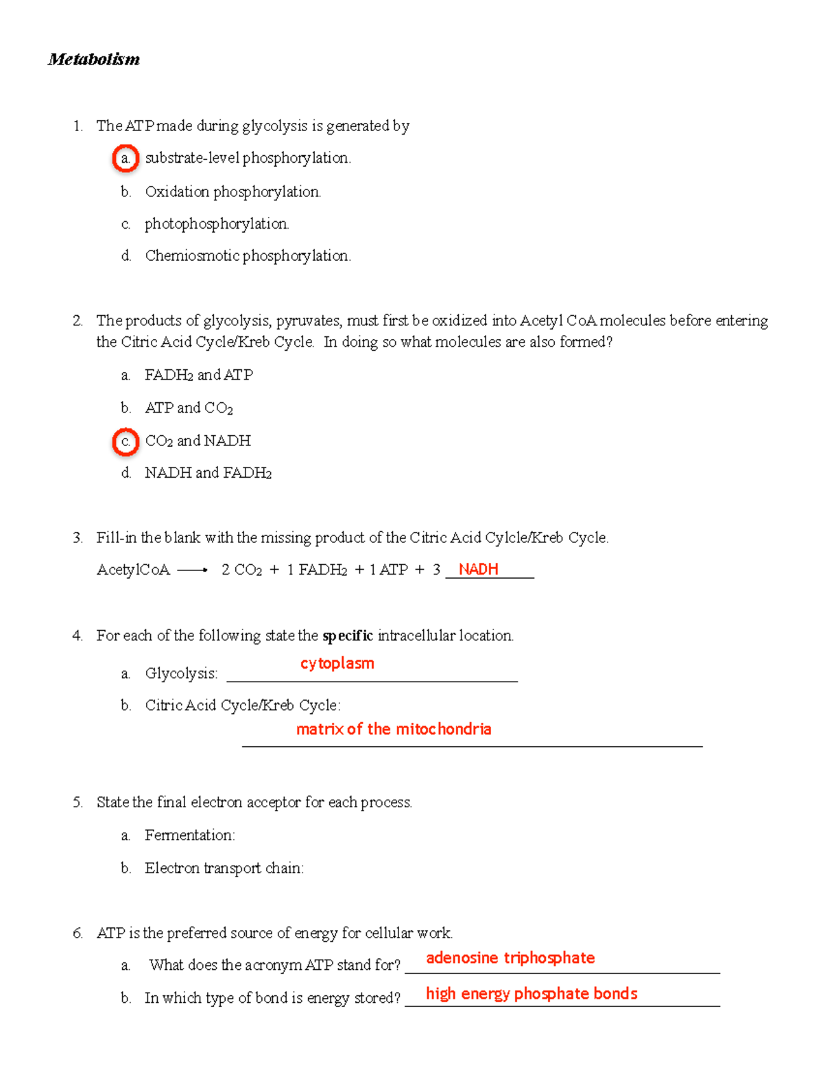 Metabolism - Practice Answers - Metabolism The ATP made during ...