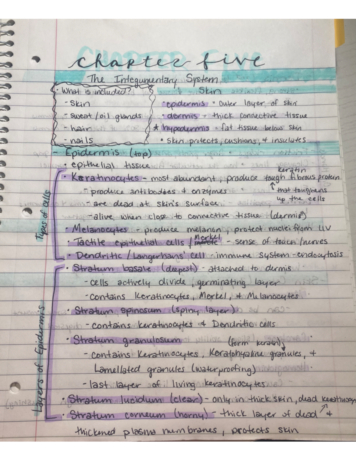 5 - Chapter 5 notes - HHP11000001 - Studocu