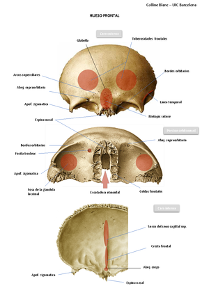 2a sesión práctica disección músculos masticación - Estructura i Funció ...