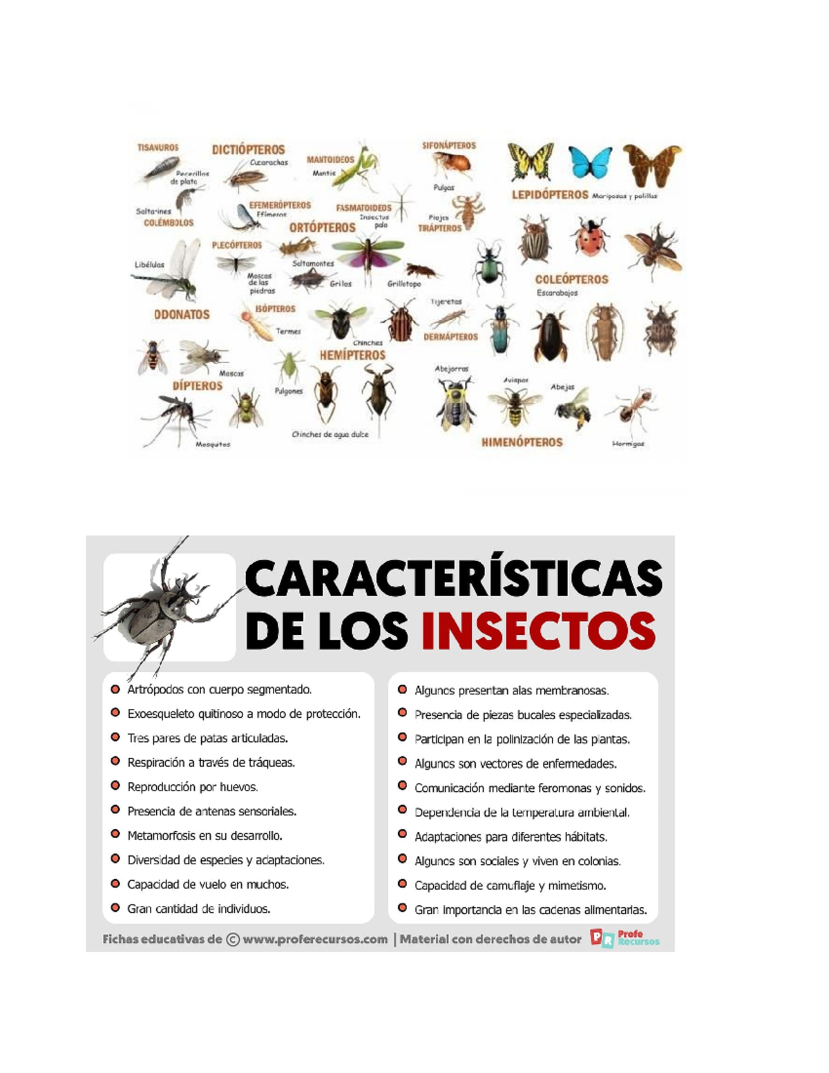 Jar hasta el fin - TISANUROS DICTIÓPTEROS SIFONÁPTEROS Cucarachas ...