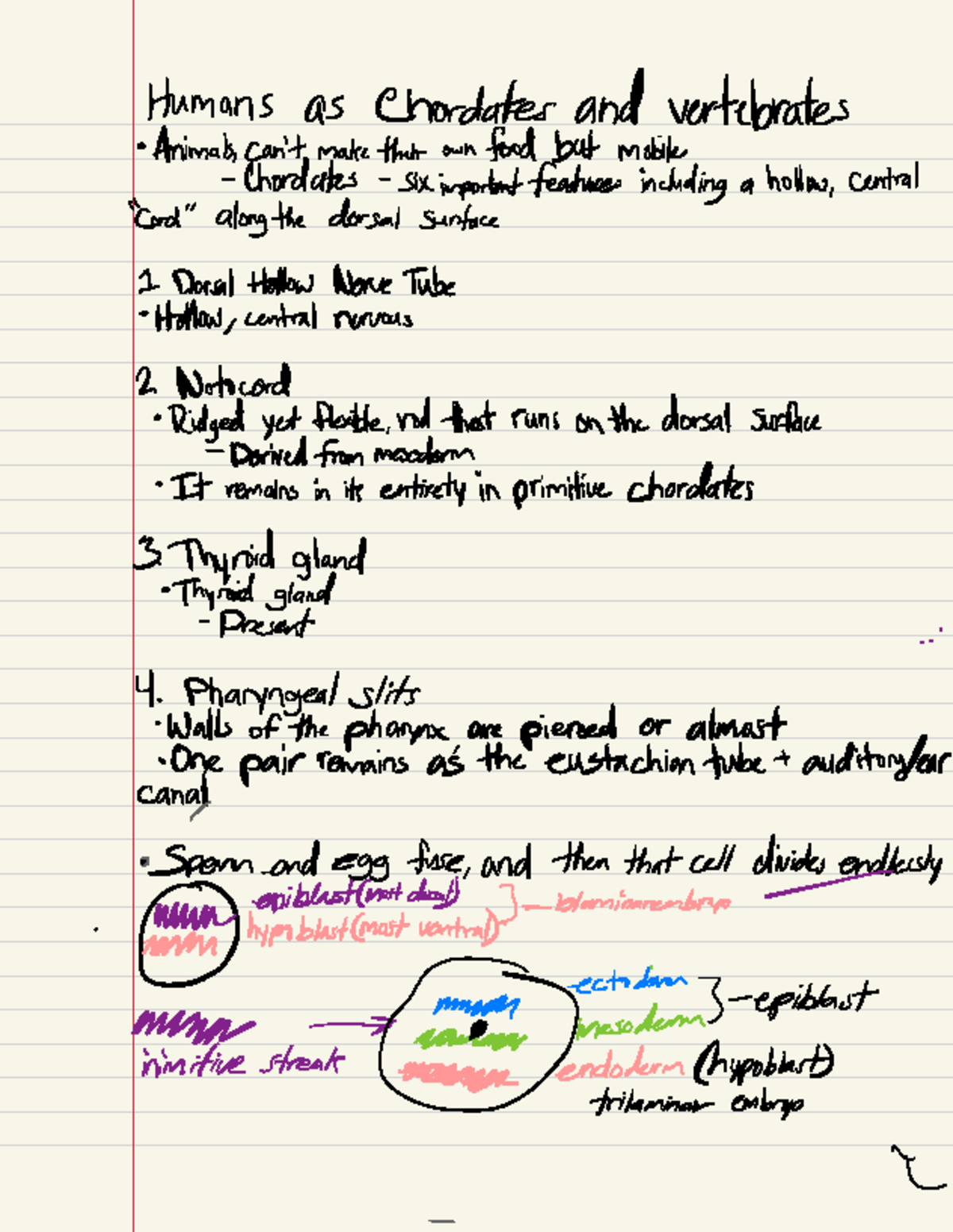 Biology - Anatomy Notes - Humans as chordates and vertebrates • Animals ...
