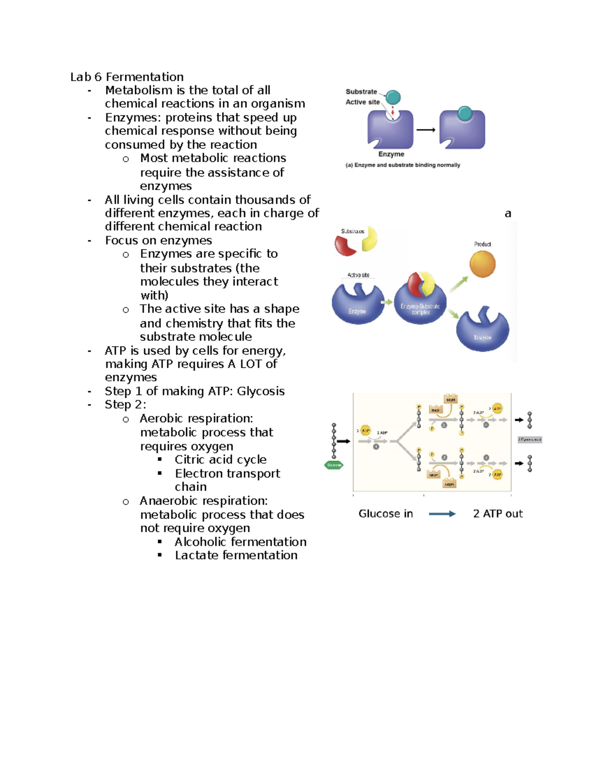 Lab exam 2 - notes from presentations throughout bio 110 lab - Lab 6 ...