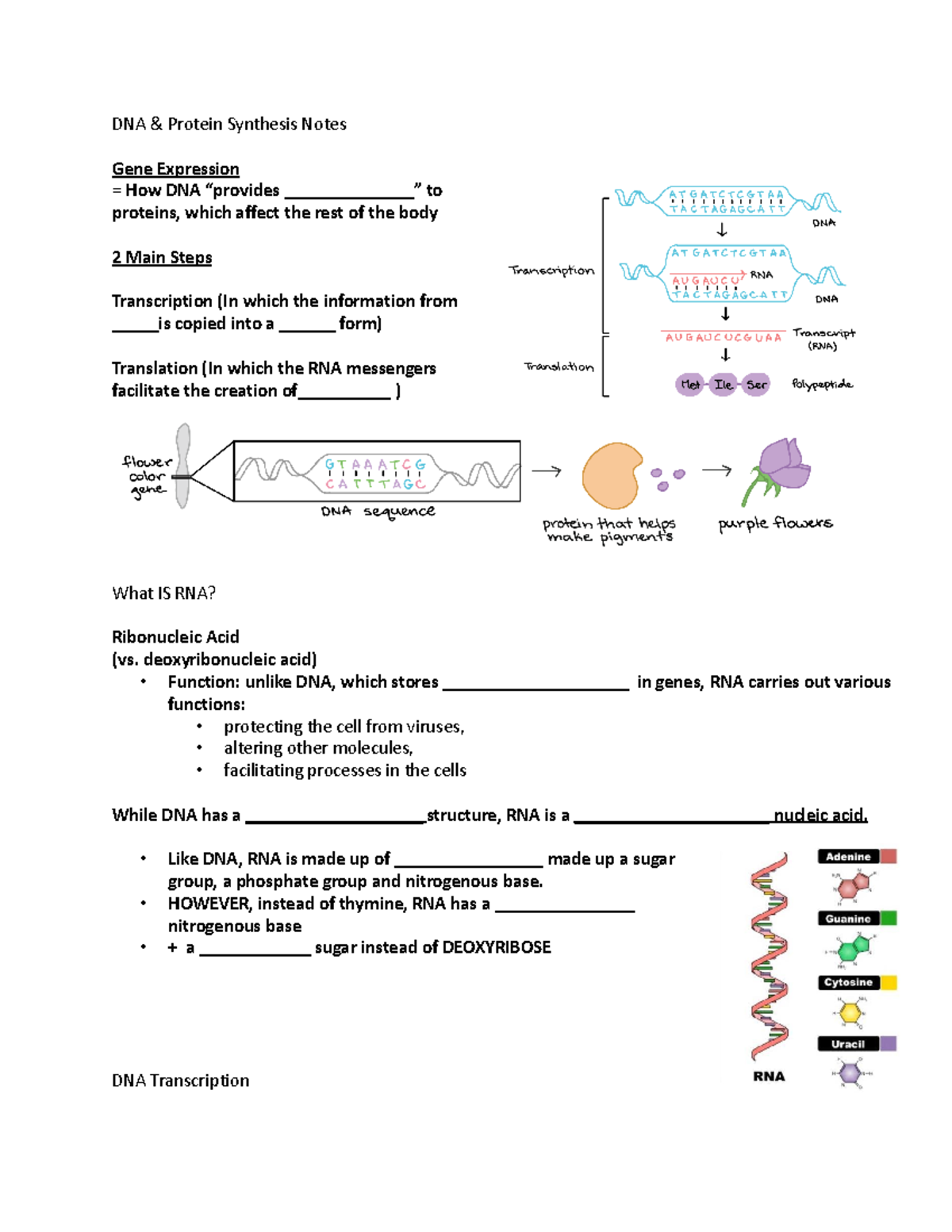Transcription Translation Notesdocx - DNA & Protein Synthesis Notes ...