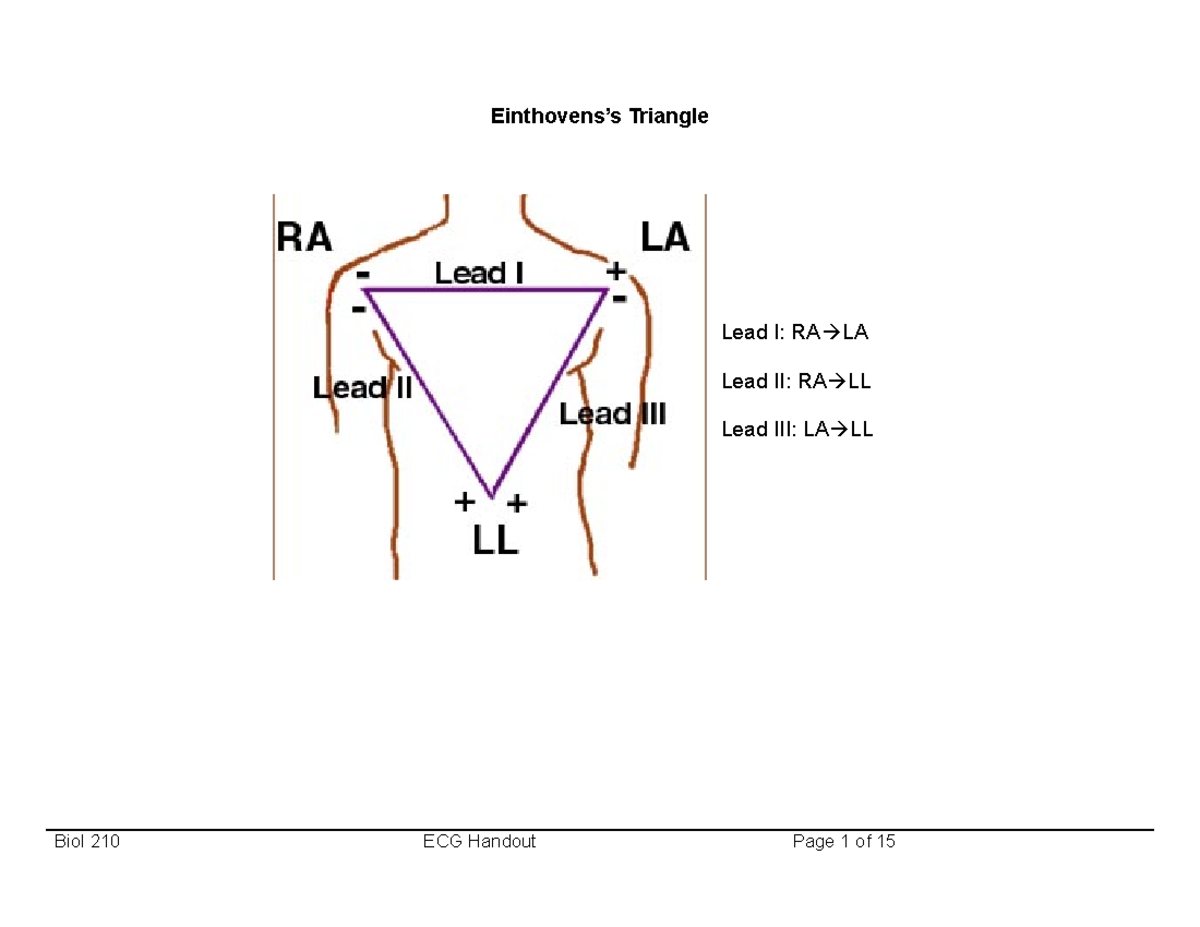 EKG Handout for Biol 210 - Einthovens’s Triangle Lead I: RA LA Lead II ...