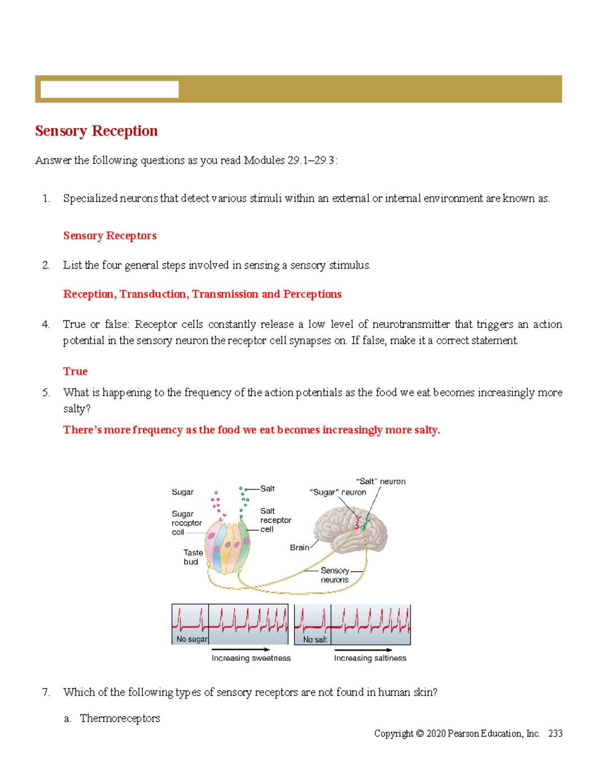 Group Activity The Senses - Chapter 29: The Senses Sensory Reception ...
