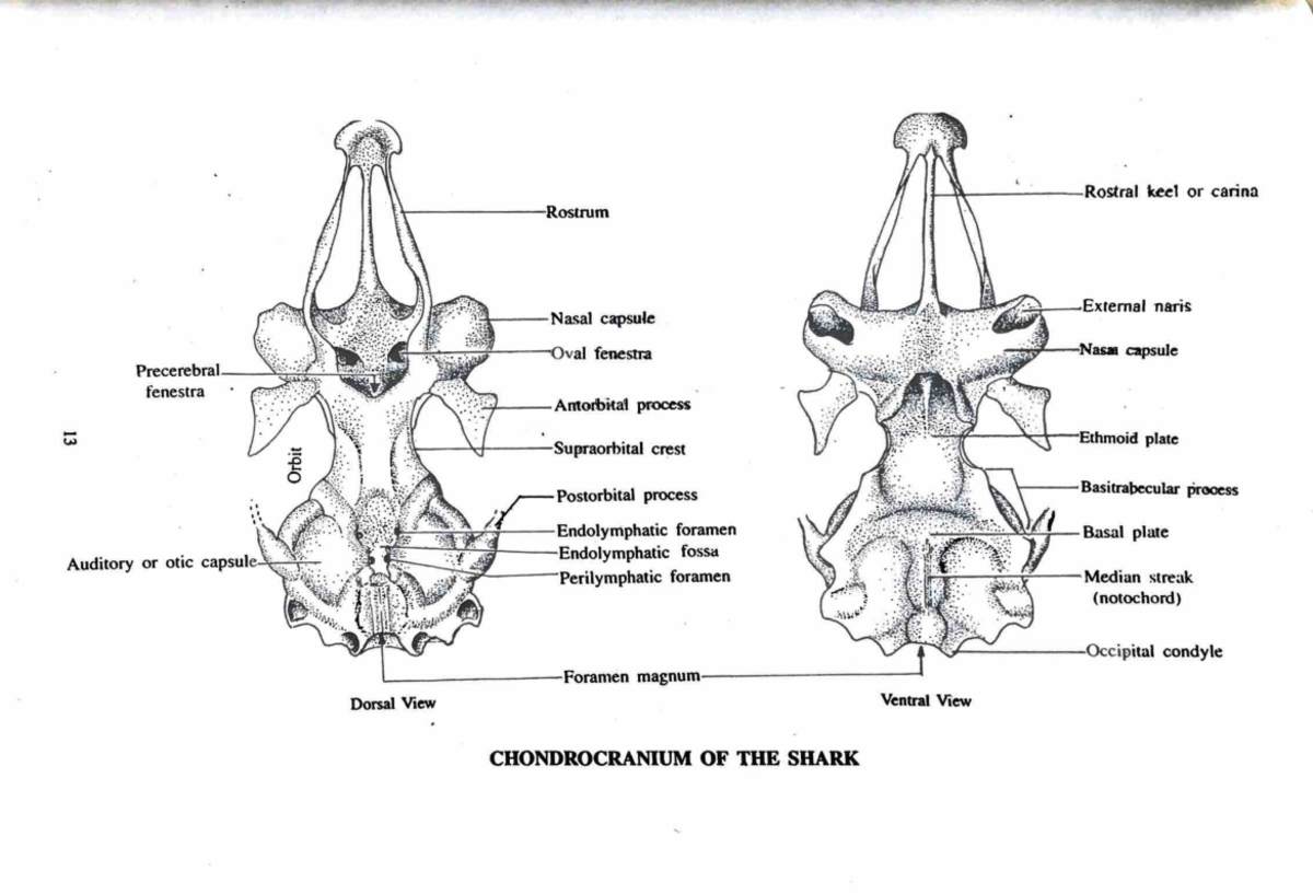 Endoskeleton+LAB+ Atlas - Rostral keel or carina Rostrum External naris ...
