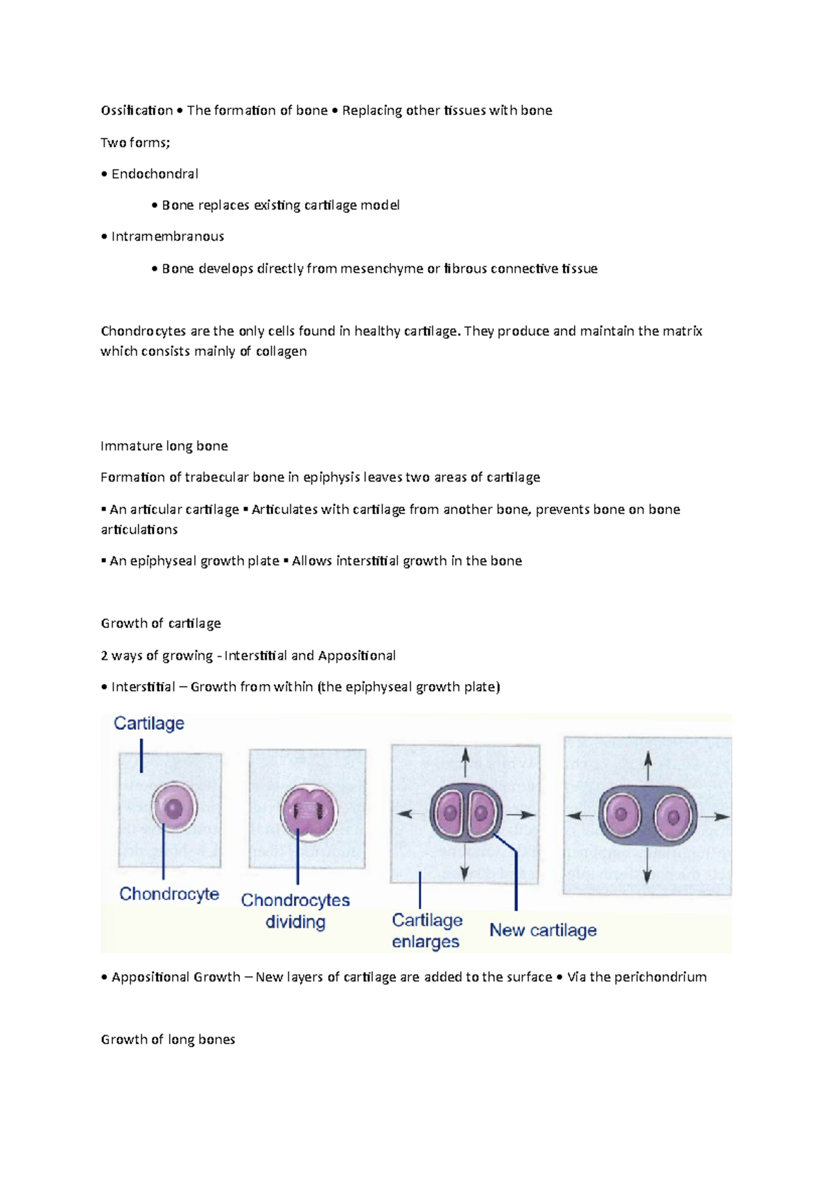 Ossification - bones and joints - Ossification • The formation of bone ...