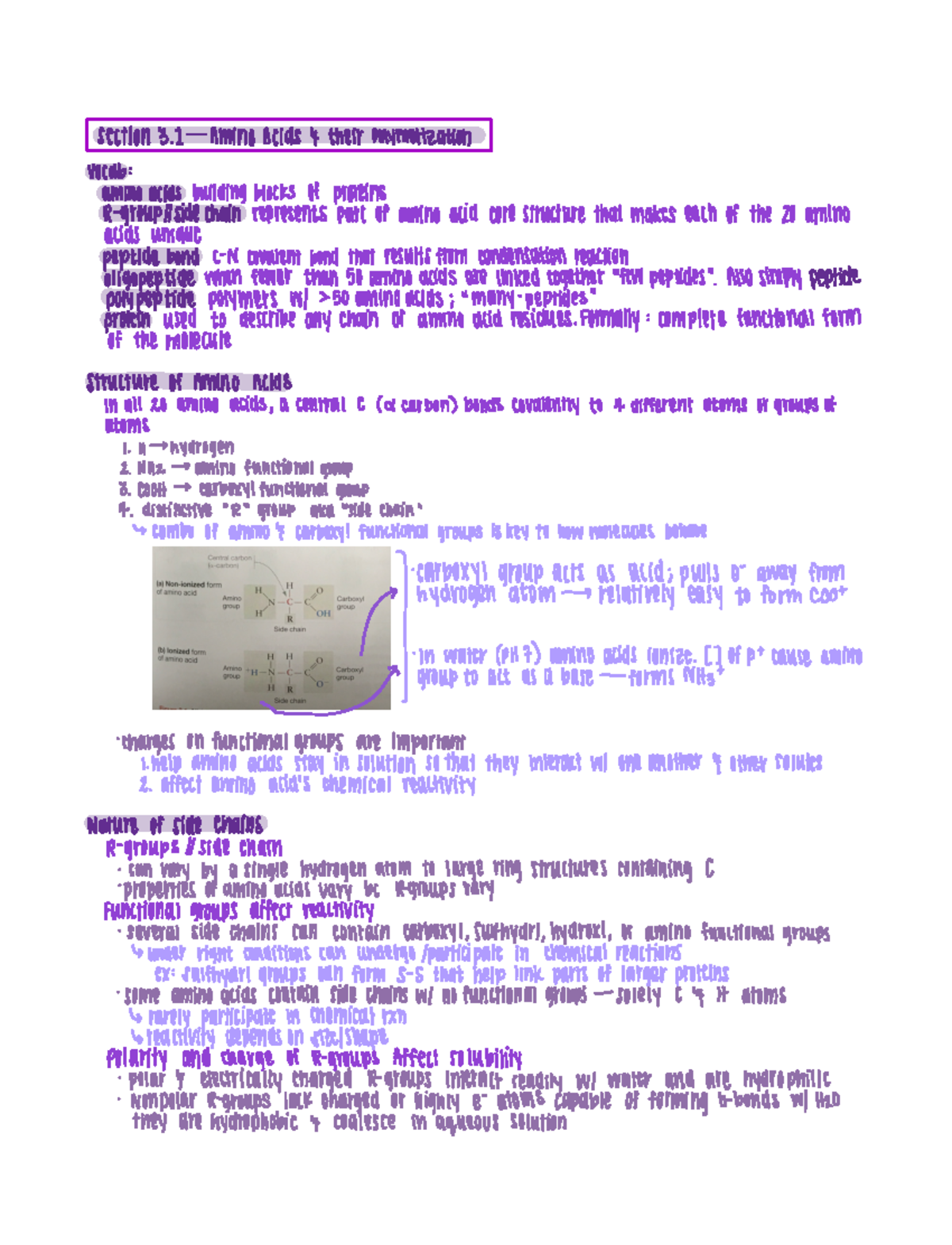 Chapter 3-Protein structure and function - section ####### 3. Amino Acids their polymerization ...