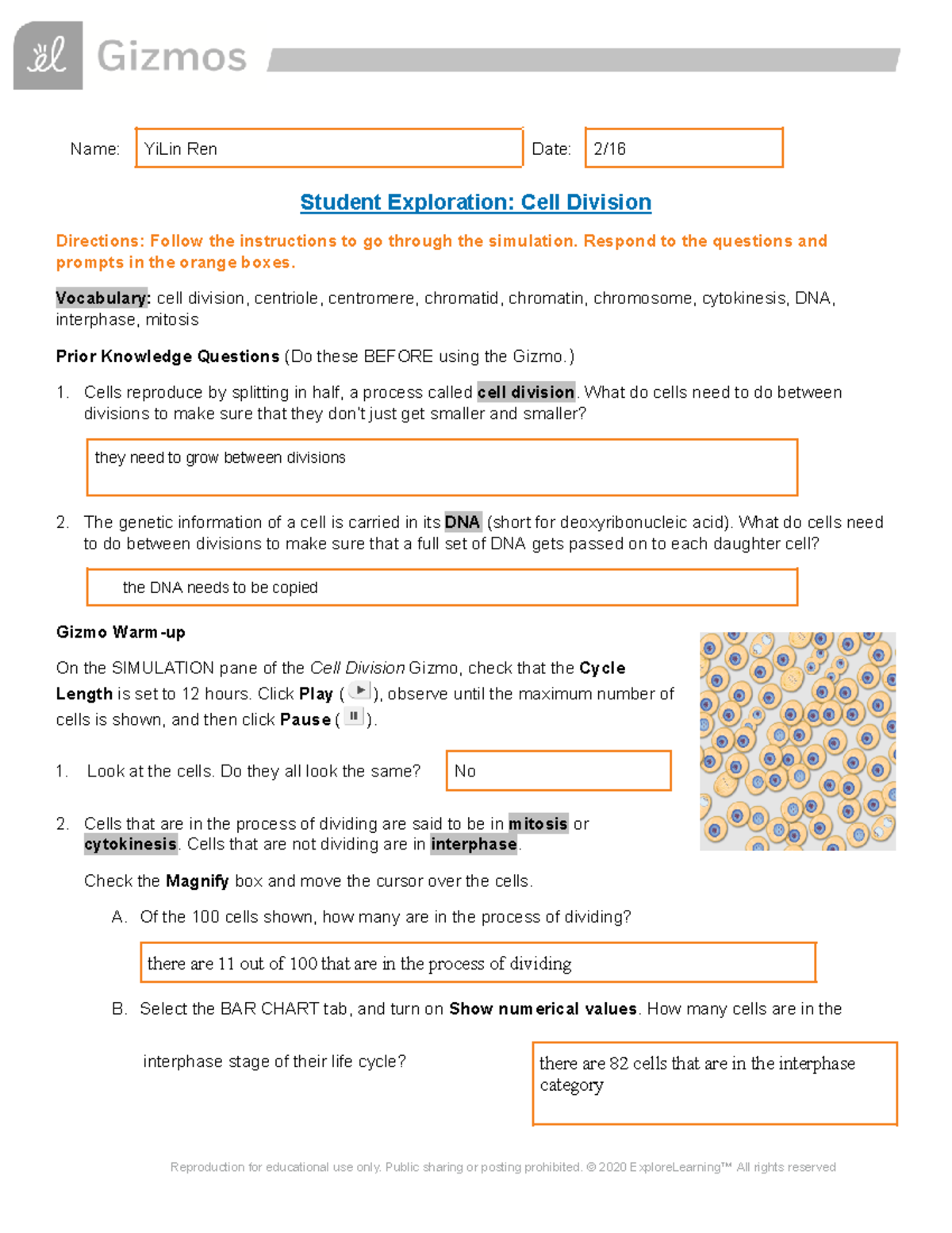 Cell Division SE（副本） - Name: YiLin Ren Date: 2/ Student Exploration ...