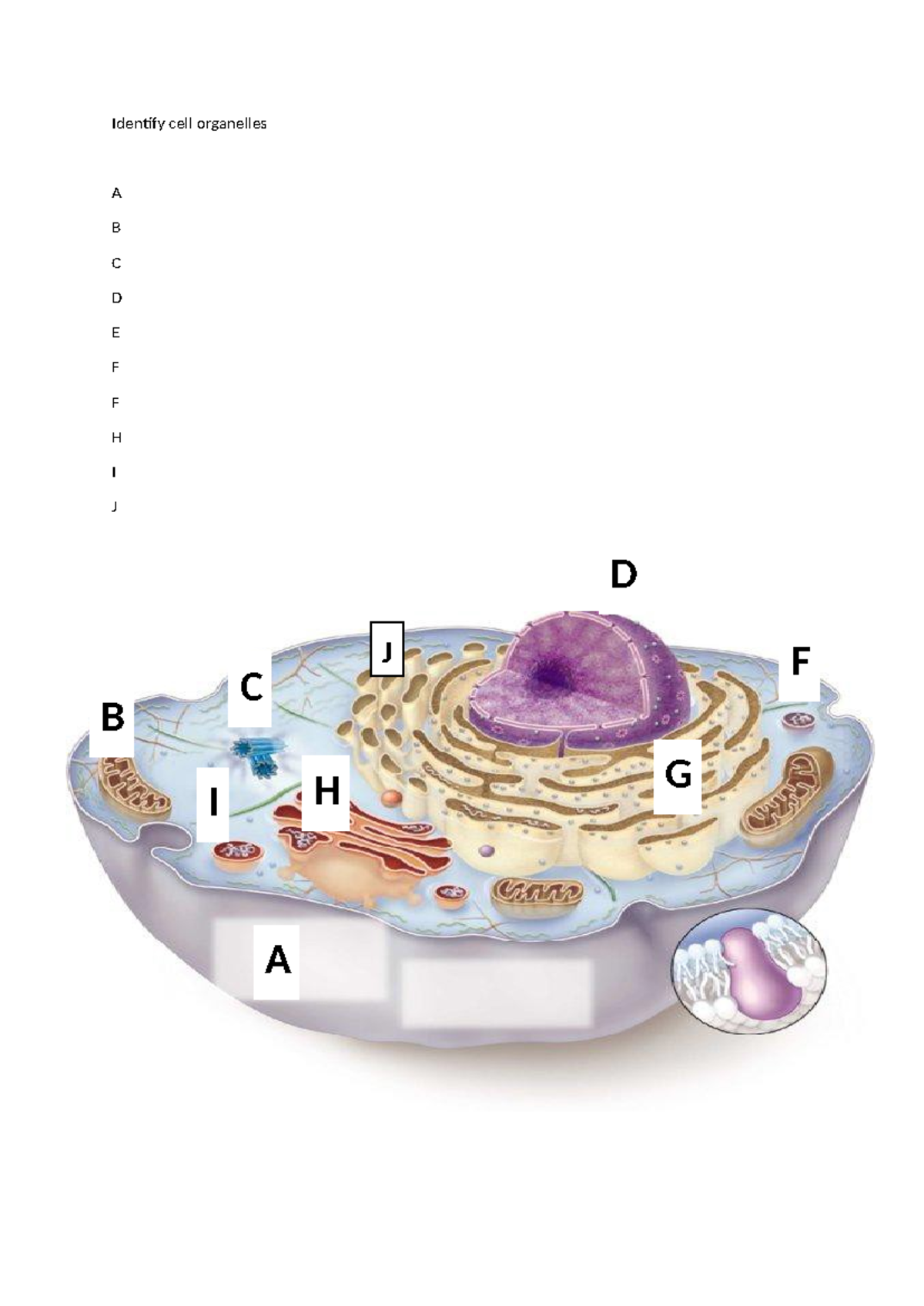 Identify cell organelles - BIO116 - Studocu