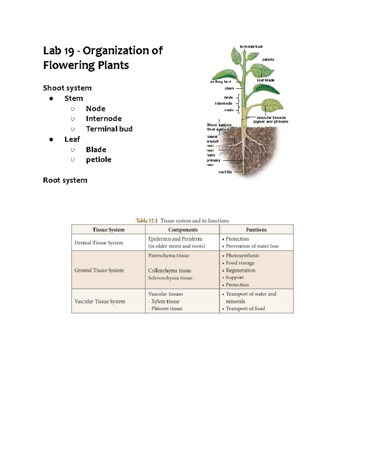 Lab 19 - Organization of Flowering Plants - These type of cells are ...