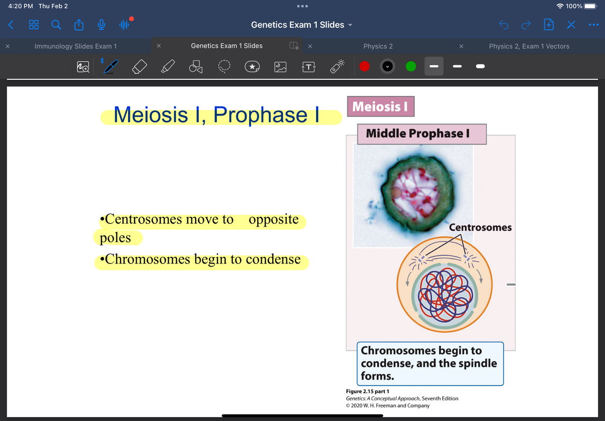 Genetics Lecture Notes 0 Pm Thu Feb 2 Genetics Exam 1 Slides X Immunology Slides Exam 1 X