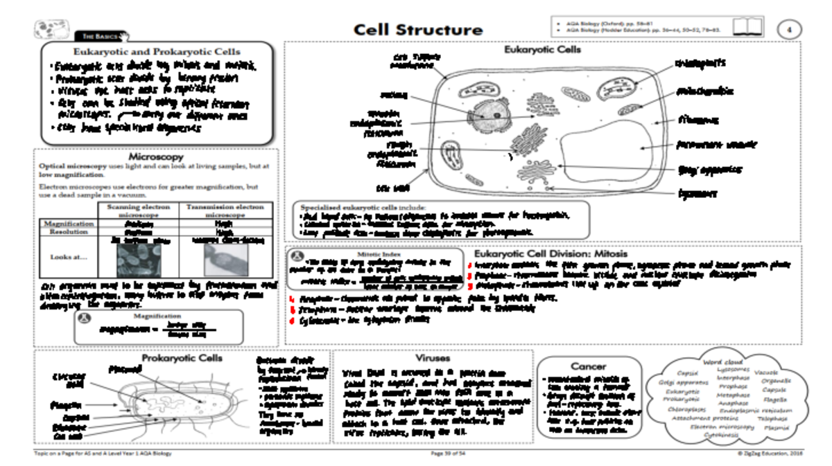 Cell structure - · cell surface · Eukaryotic cells divide by mitosis ...