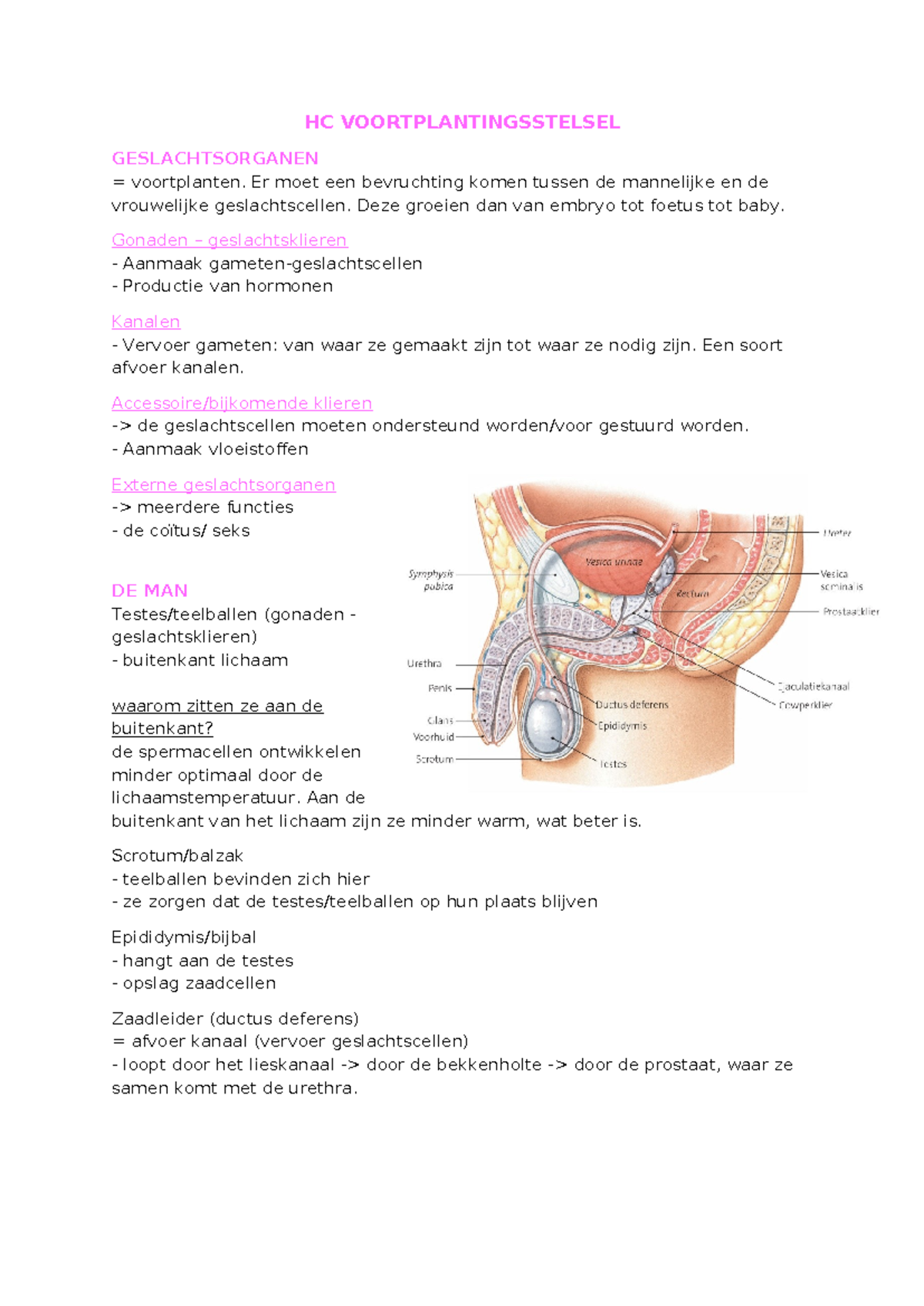 HC Voortplantingsstelsel - HC VOORTPLANTINGSSTELSEL GESLACHTSORGANEN ...