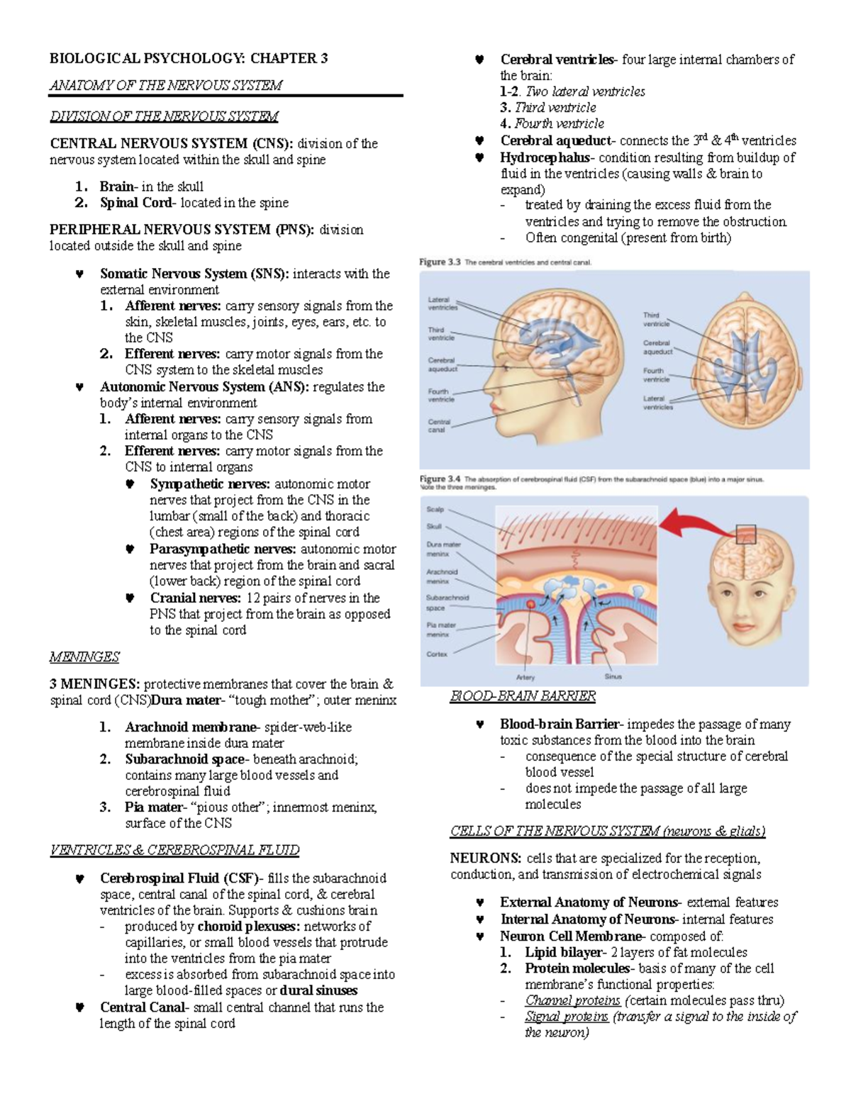 Biopsych - Chapter 3 summarized - BIOLOGICAL PSYCHOLOGY: CHAPTER 3 ...