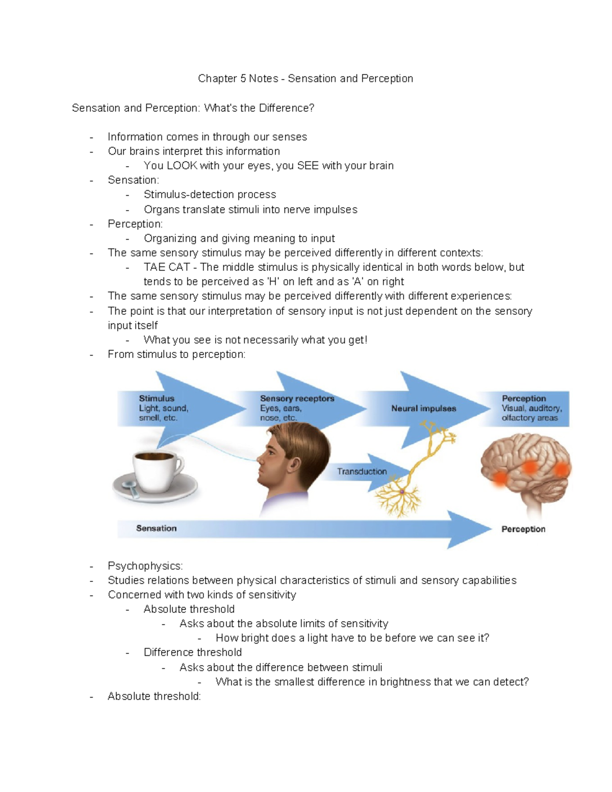 Chapter 5 Notes - Sensation and Perception - Chapter 5 Notes ...