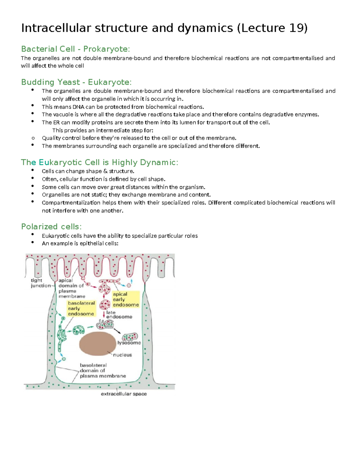 Intracellular structure and dynamics (Lecture 19) - This means DNA can ...