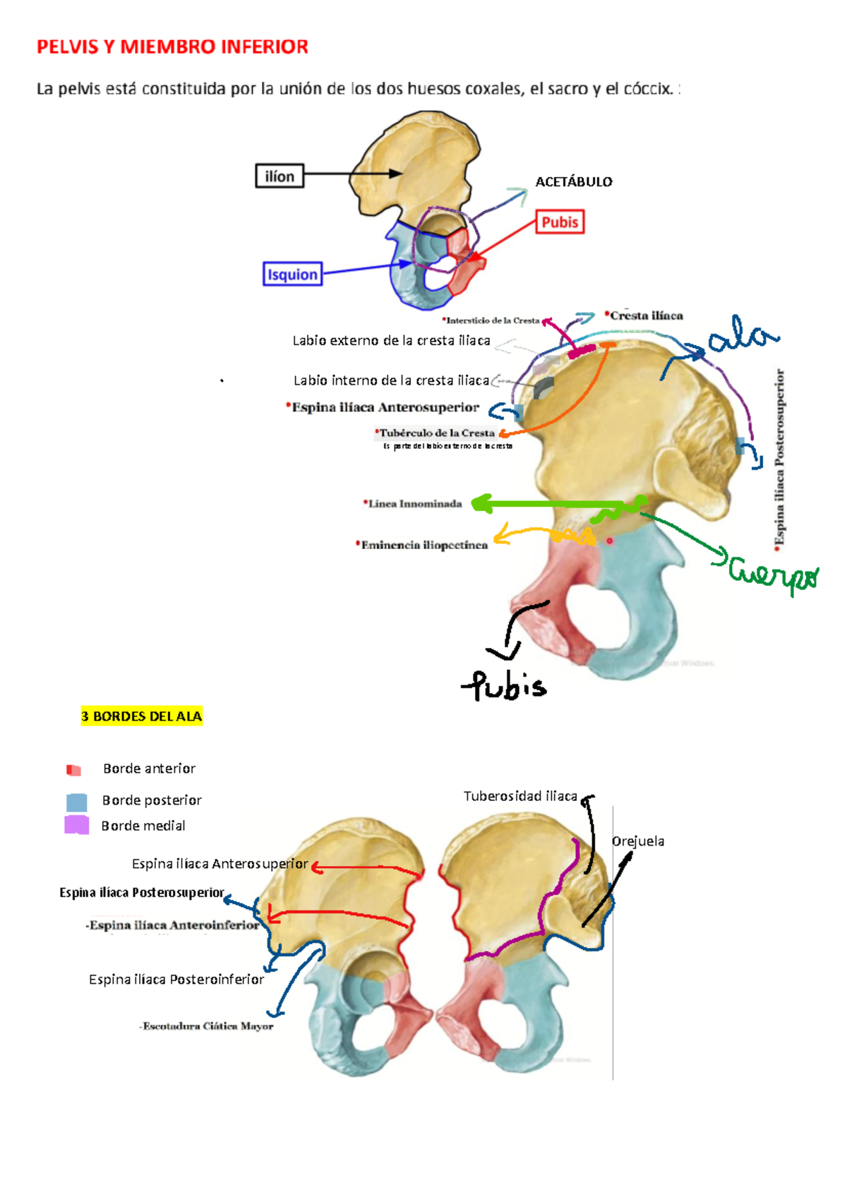 Pelvis 1 - Labio interno de la cresta iliaca Labio externo de la cresta ...