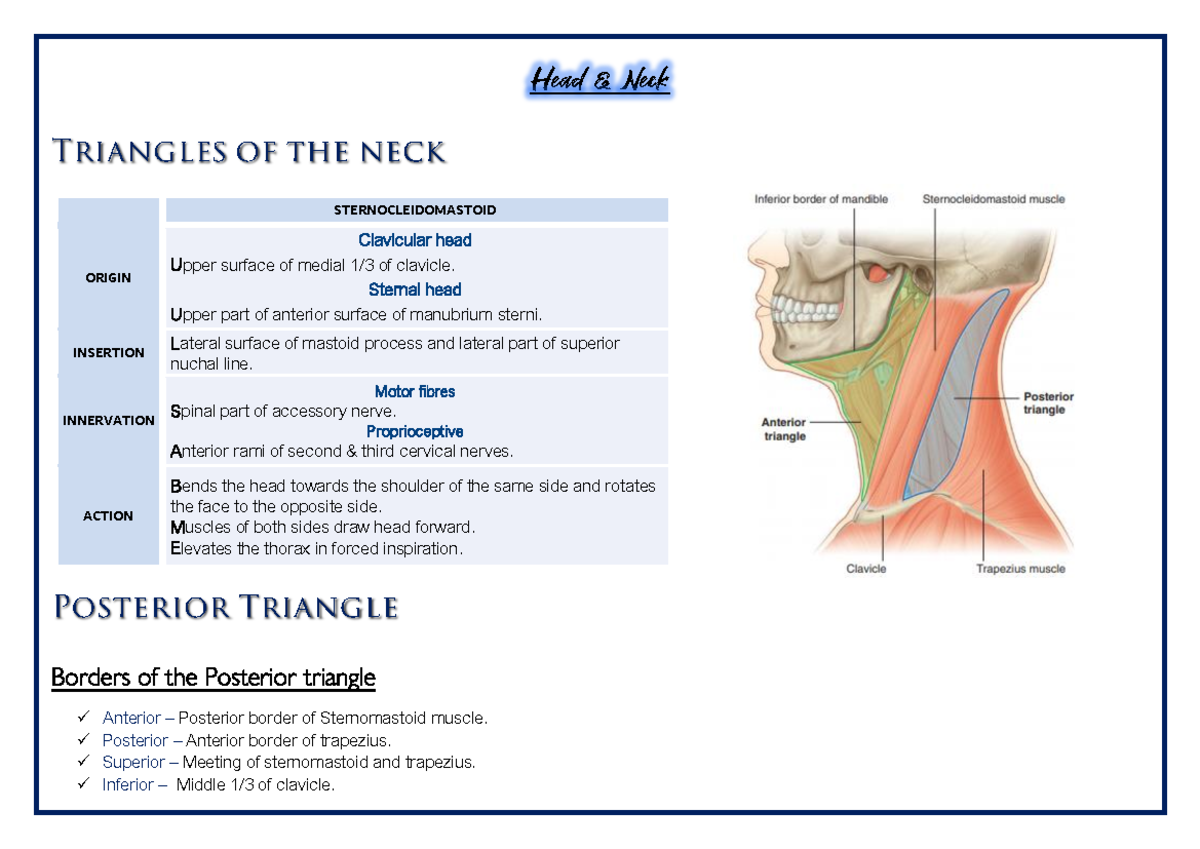 Head and neck - Dental anatomy - Head & Neck Borders of the Posterior ...